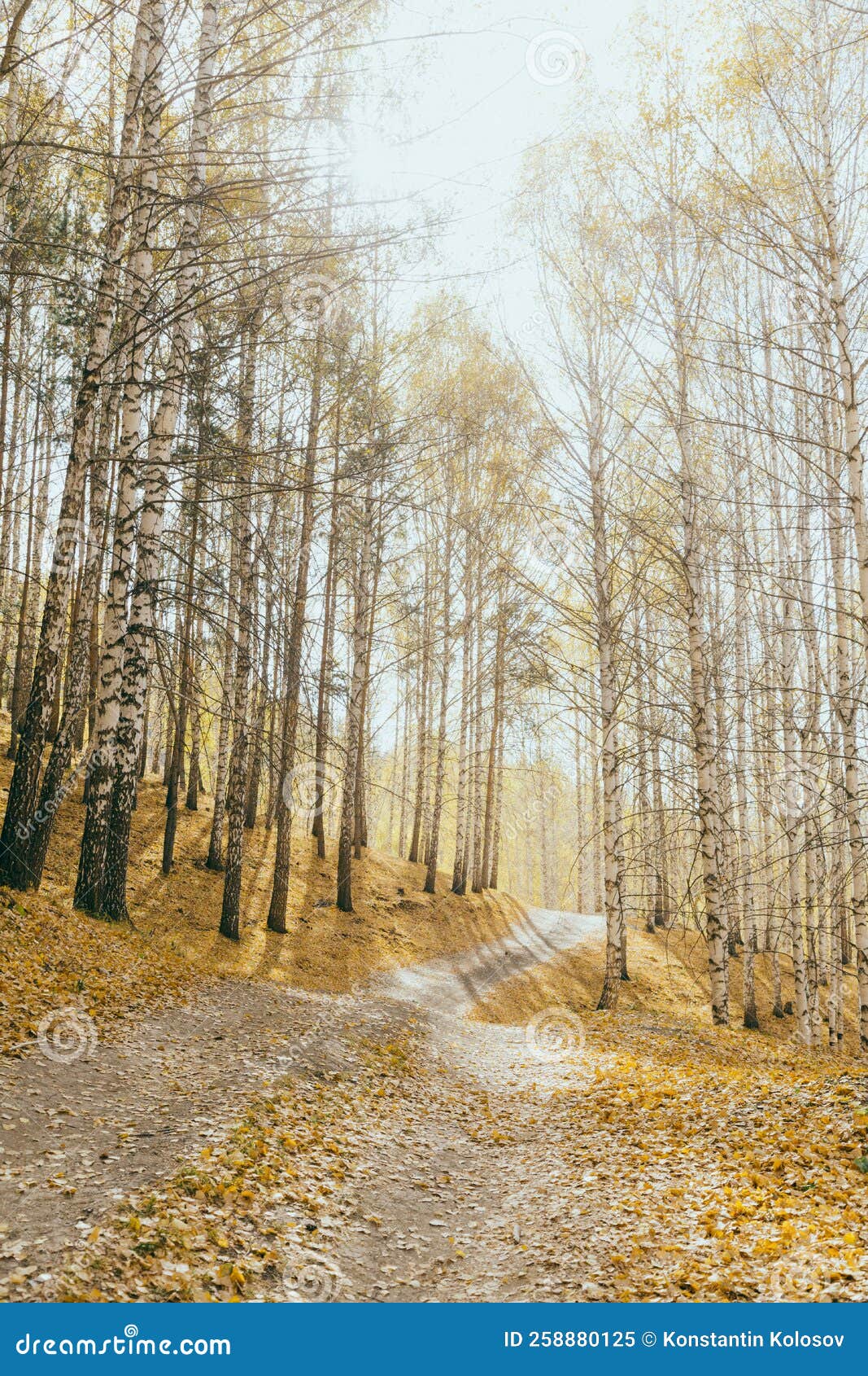 Autumn birch grove stock image. Image of outdoors, plant - 258880125