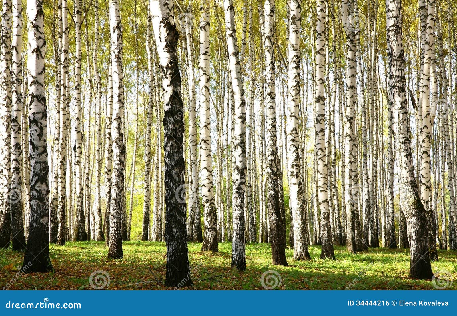 Autumn Birch Grove with Sunlight and Shadow in October Evening Stock ...