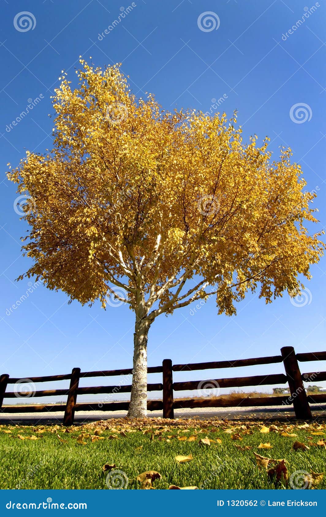 Autumn Birch Tree stock photo. Image of photograph, september - 1320562