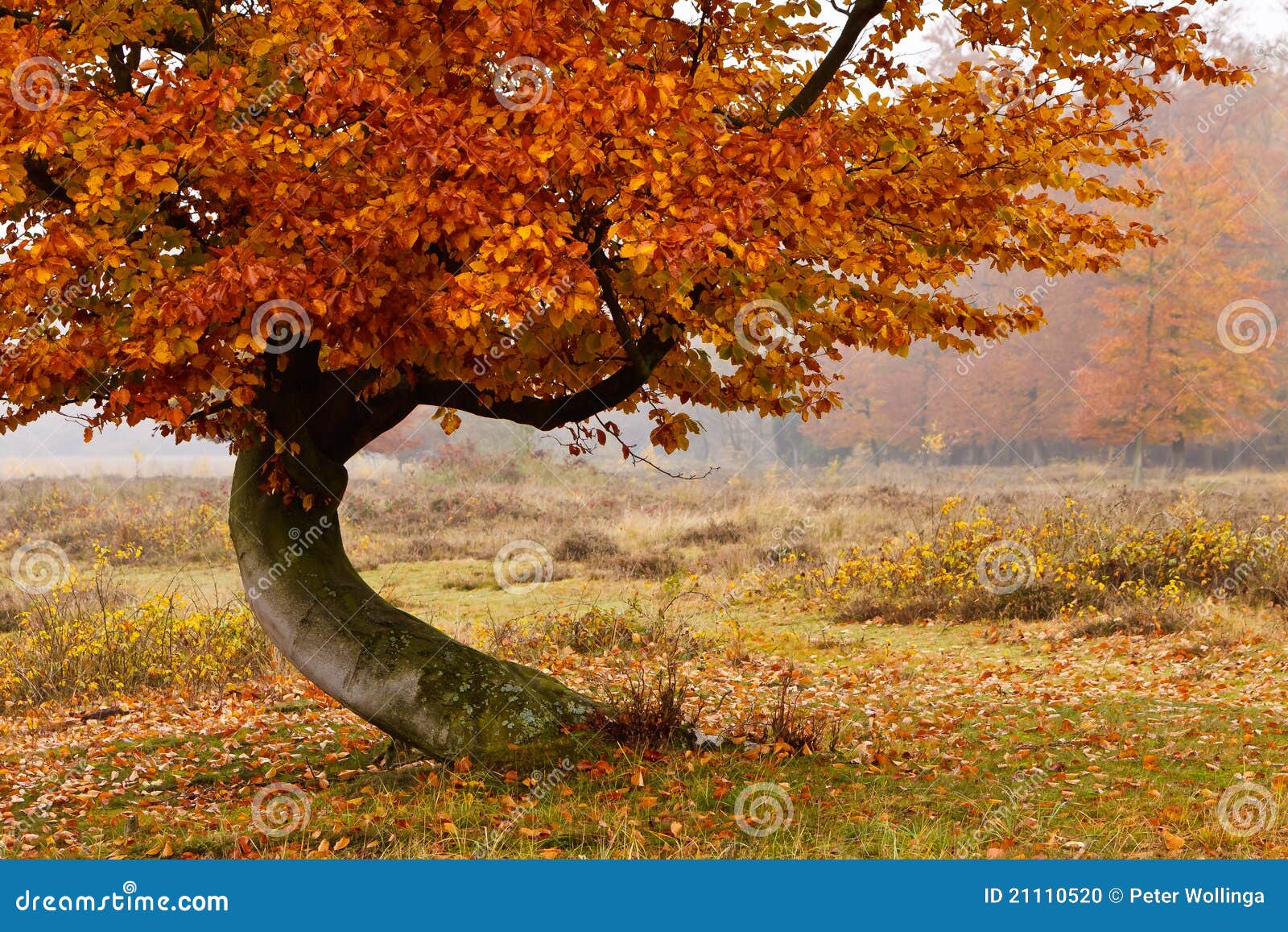 Autumn birch tree stock photo. Image of forest, season - 21110520