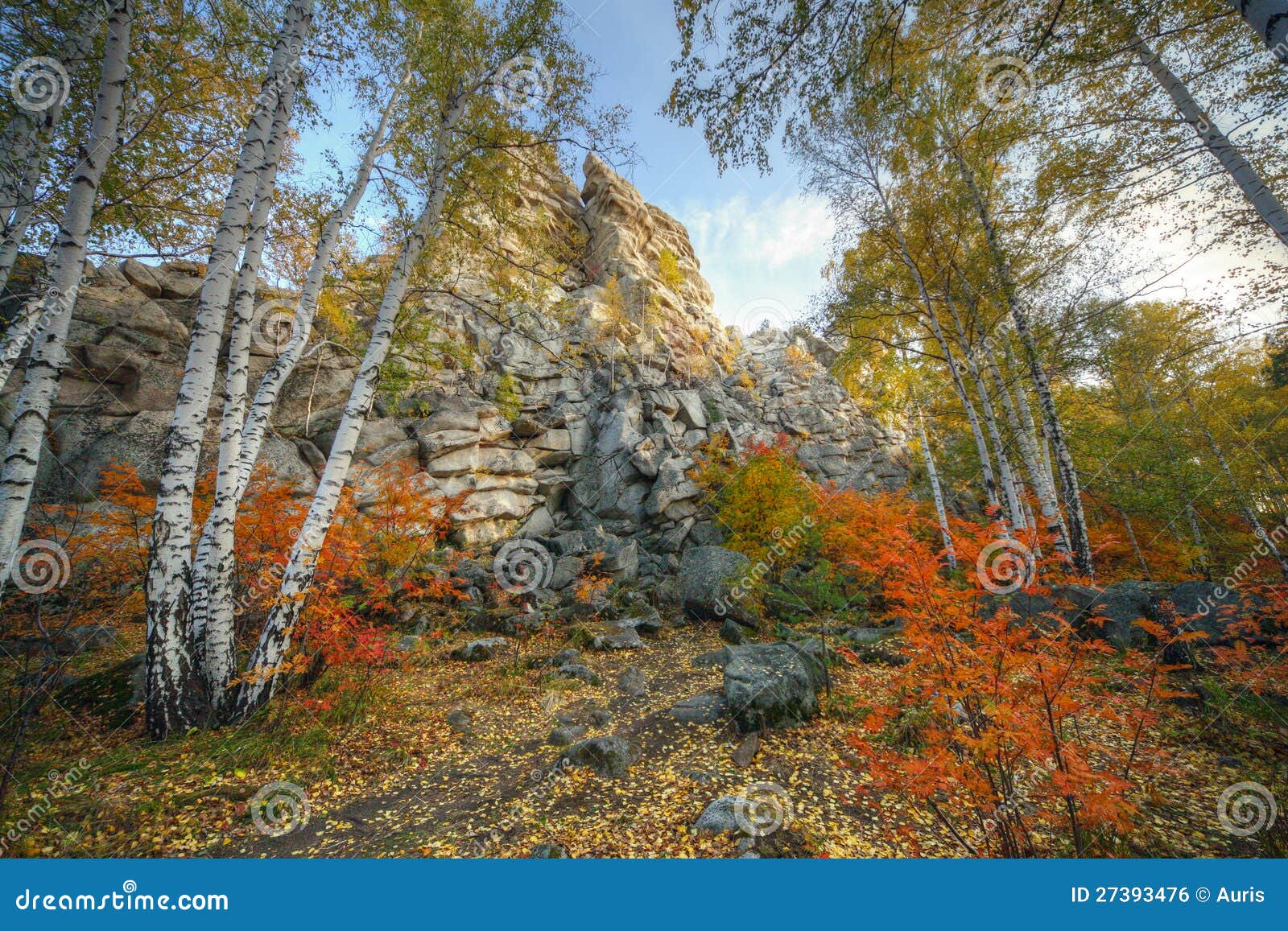 Autumn birch tree forest stock photo. Image of tranquil - 27393476