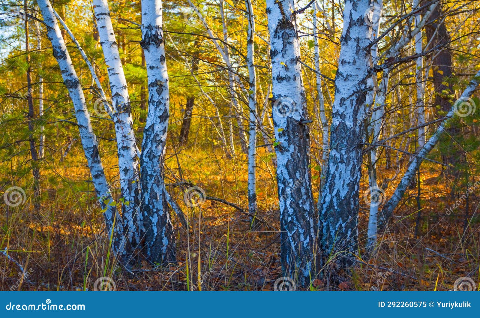 Autumn Birch Tree Forest Landscape Stock Image - Image of panoramic ...