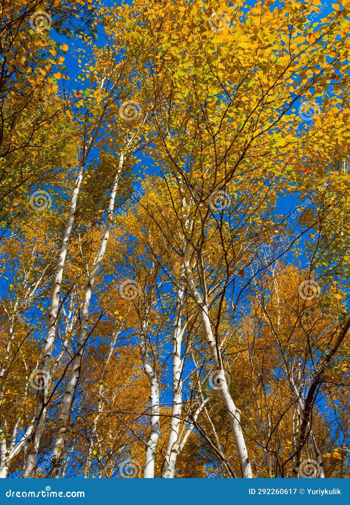 Autumn Birch Tree Forest Landscape Stock Image - Image of nature ...