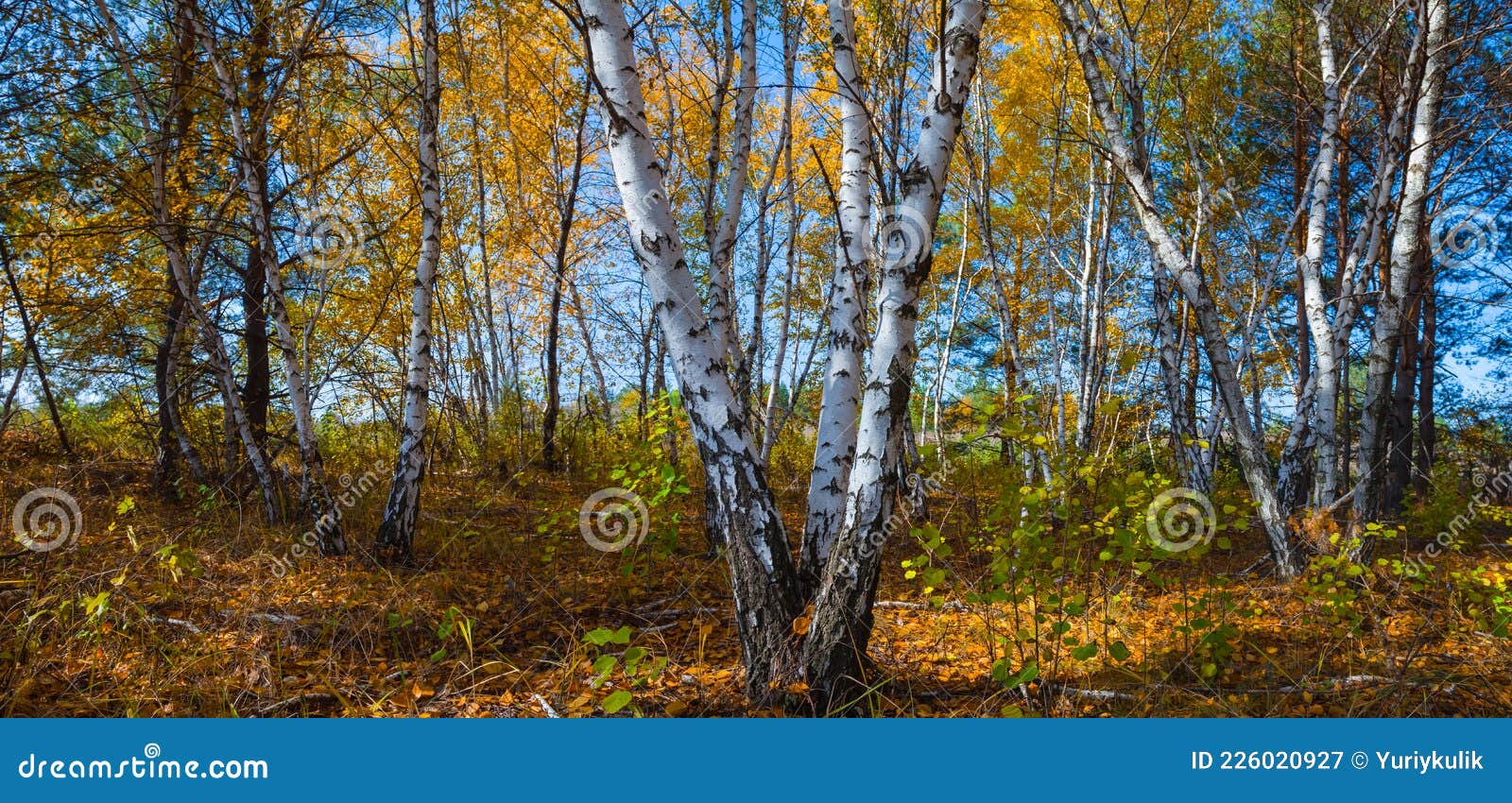 Autumn birch tree grove stock image. Image of scene - 226020927