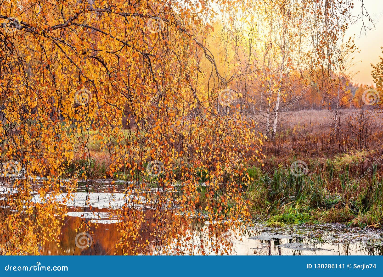 Autumn Birch Tree by the River. Stock Image - Image of foliage, sunset ...