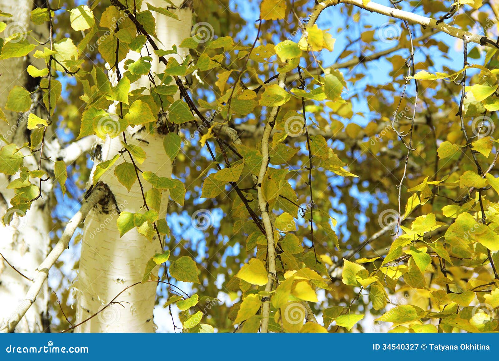 Autumn birch stock image. Image of seasonal, foliage - 34540327