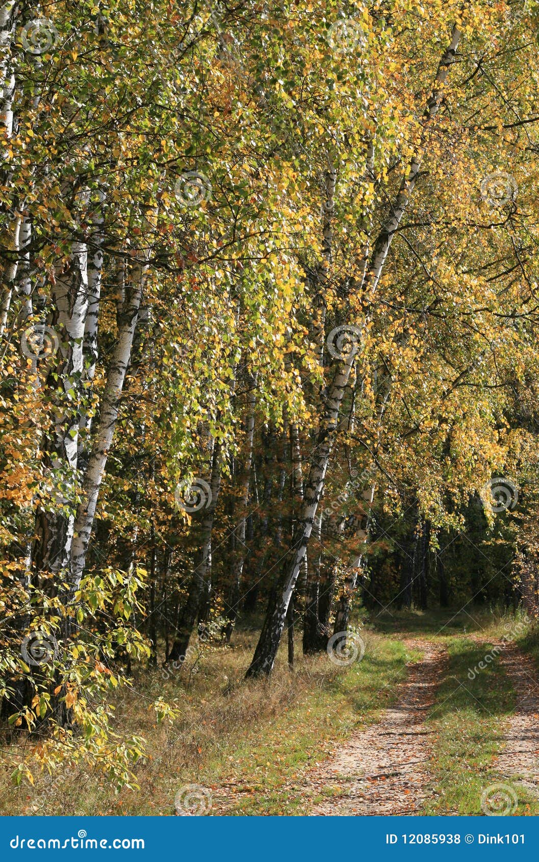 Autumn birch trees stock photo. Image of forest, track - 12085938