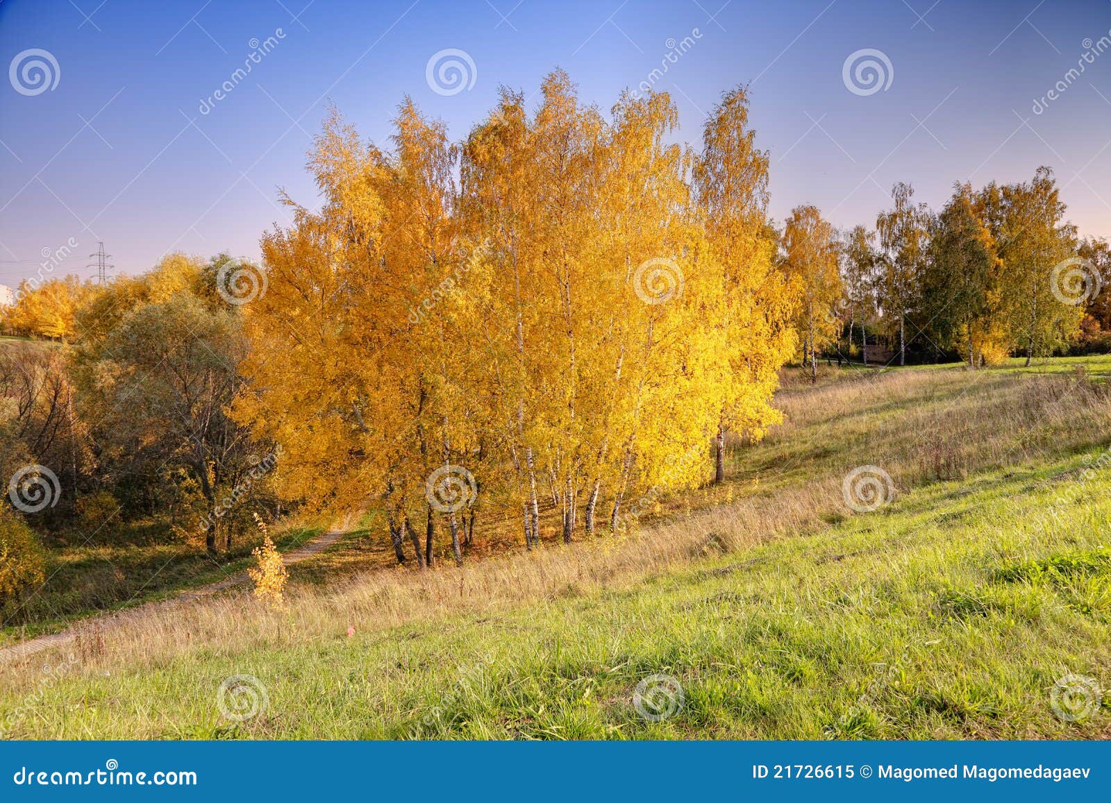 Autumn birch trees stock image. Image of green, landscape - 21726615