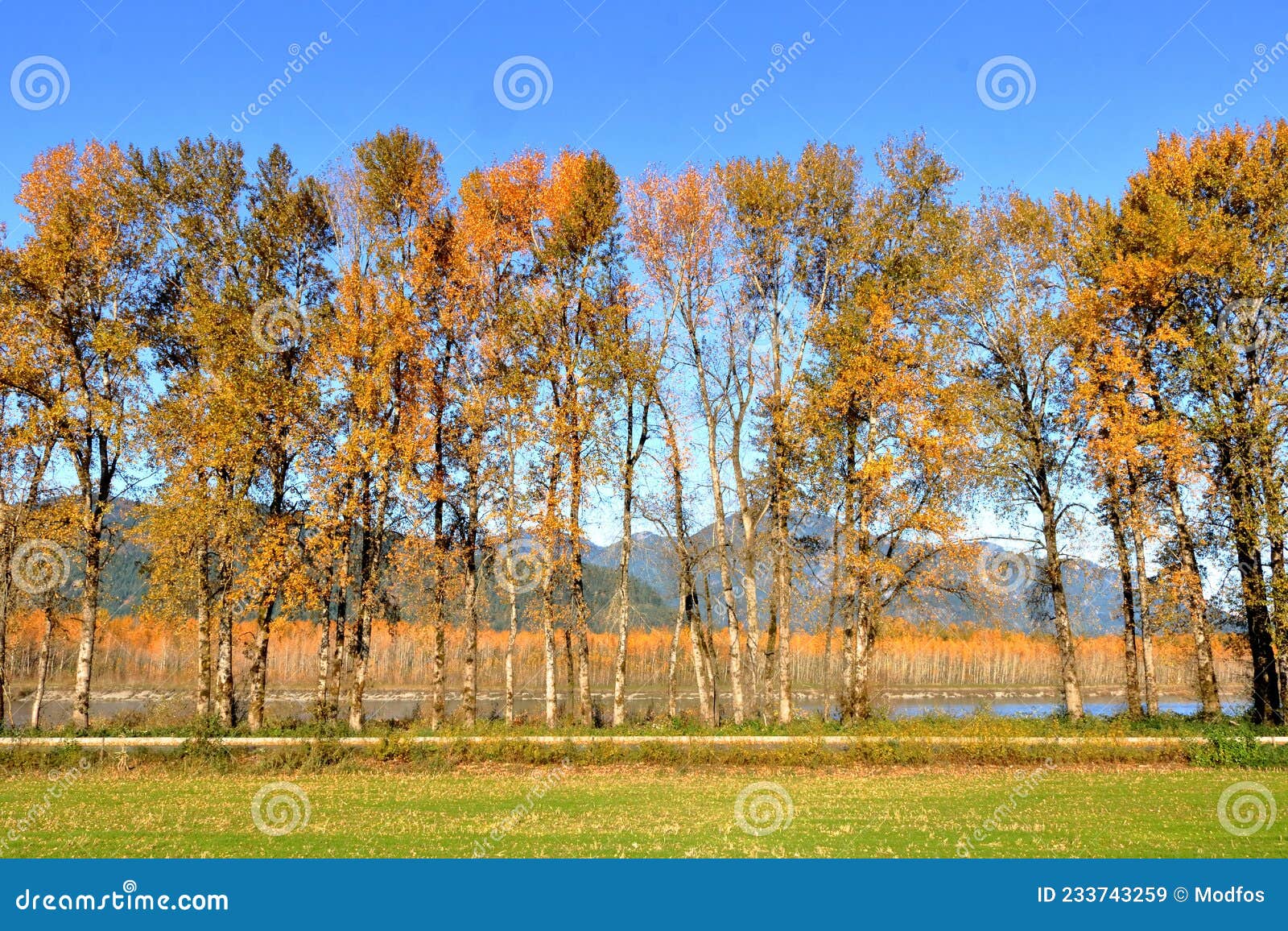 Autumn Birch Trees Along Mountain River Stock Image - Image of country ...