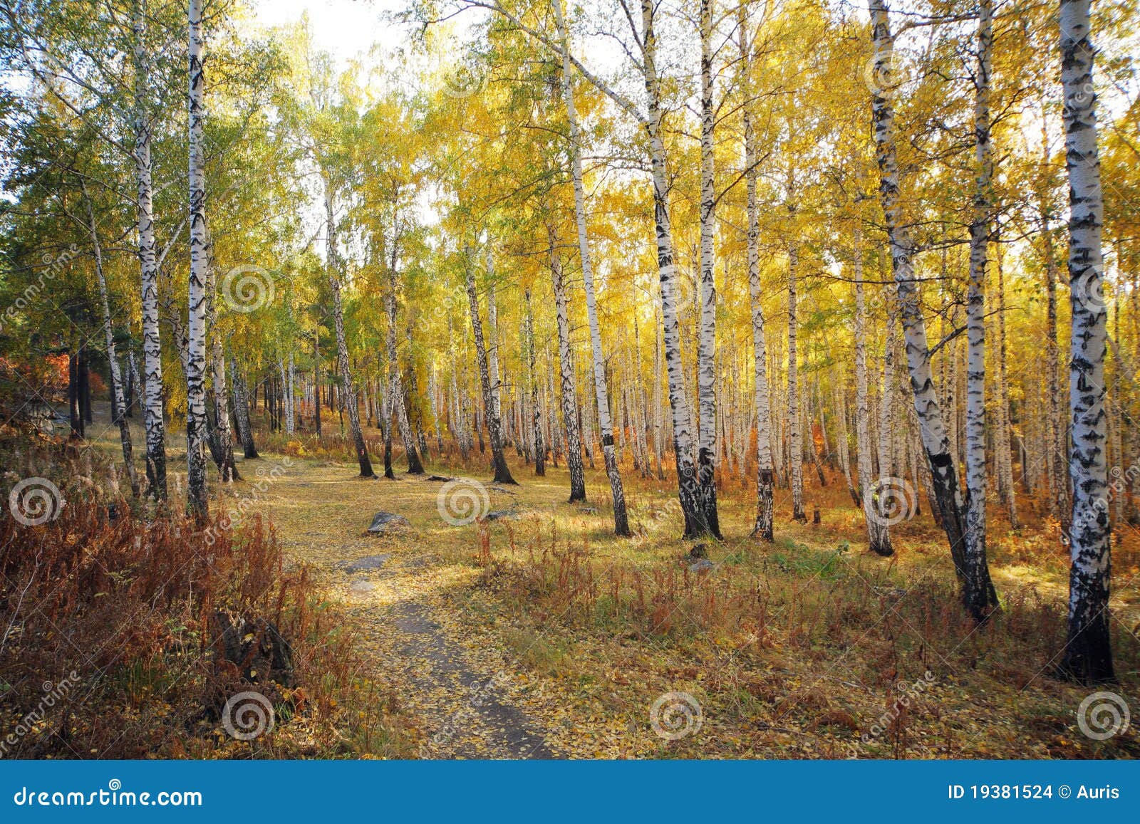 Autumn birch trees forest stock photo. Image of yellow - 19381524