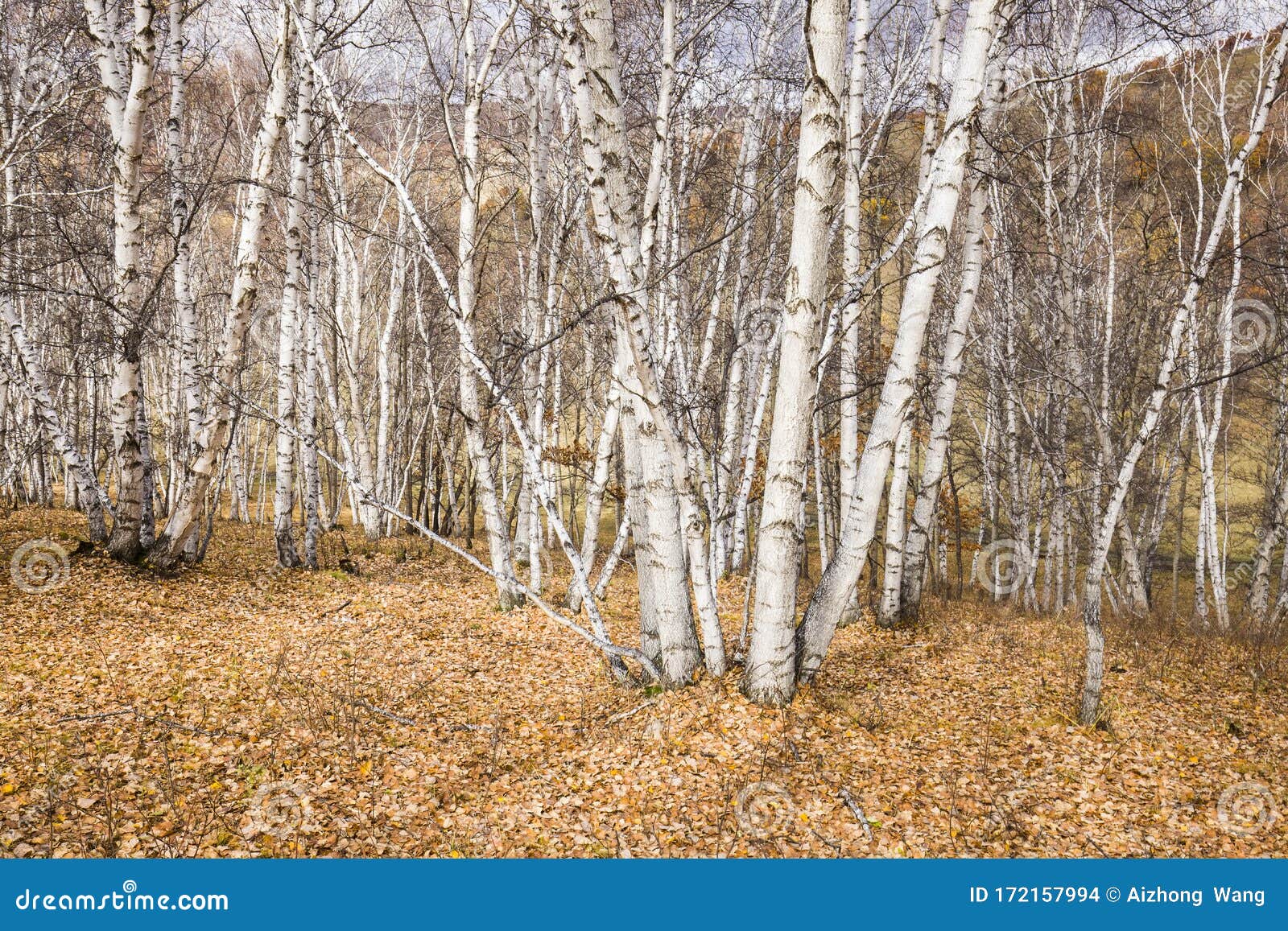 The autumn birch trees stock photo. Image of park, tree - 172157994