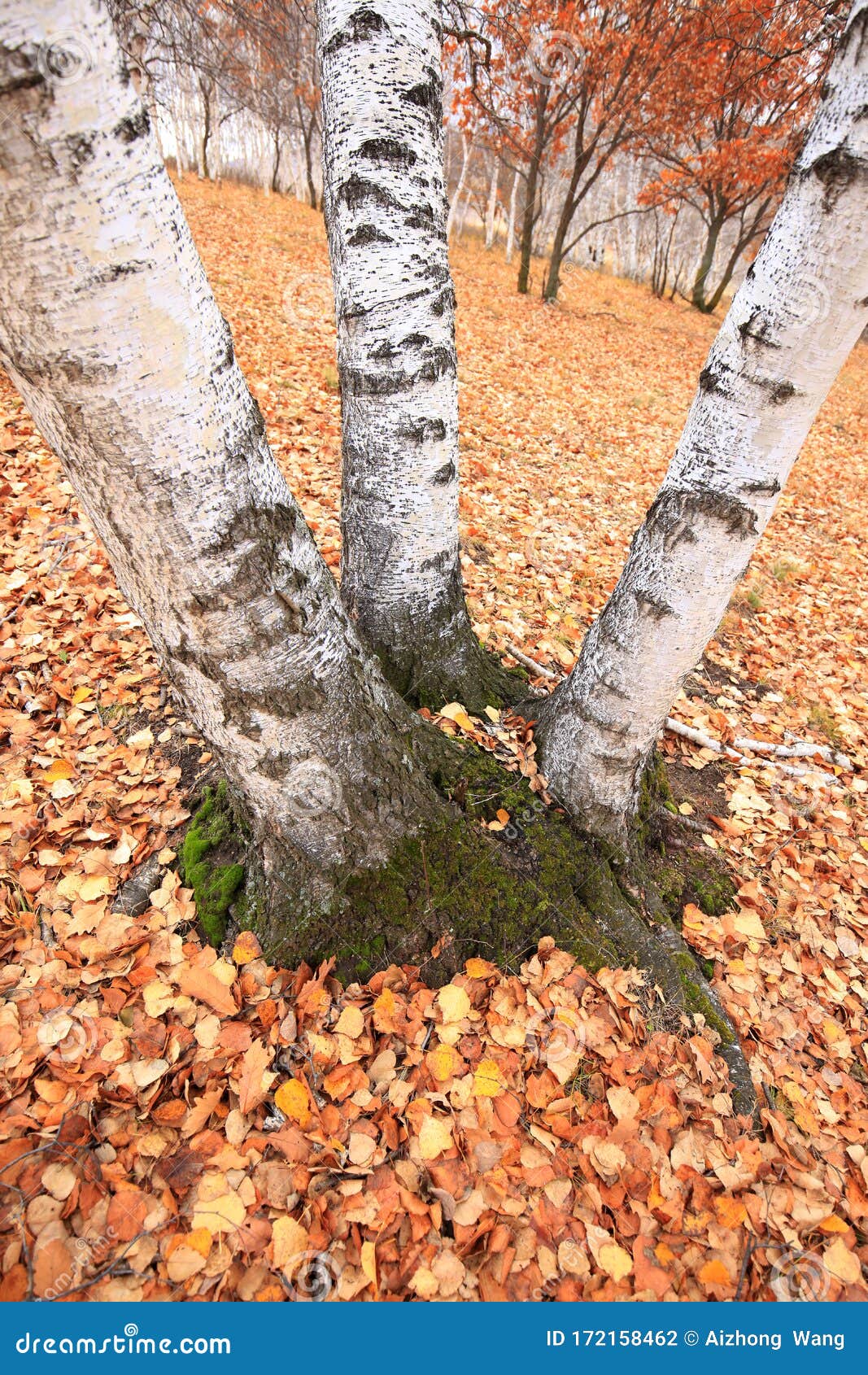 The autumn birch trees stock photo. Image of leaf, natural - 172158462