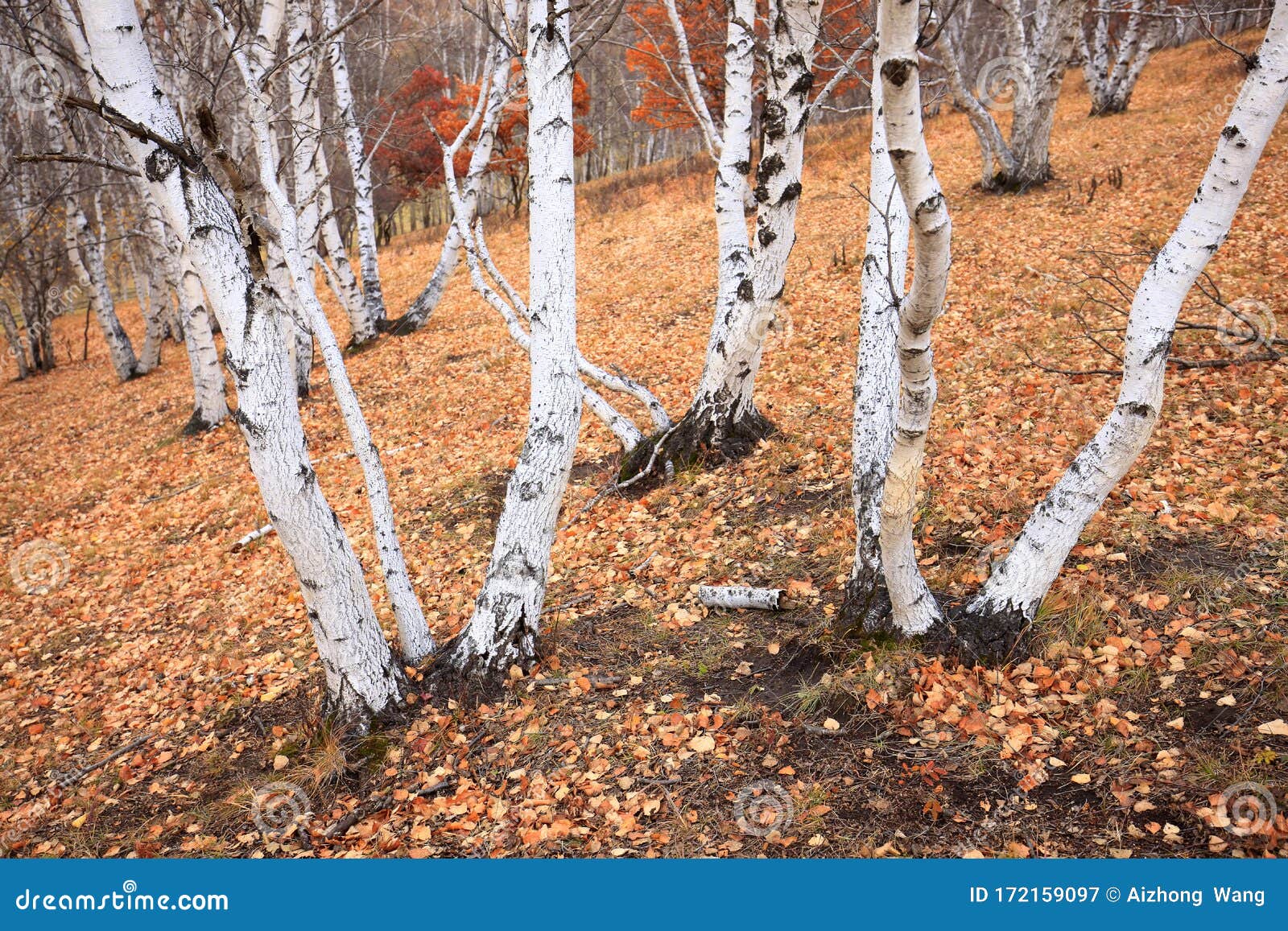 The autumn birch trees stock image. Image of fall, wild - 172159097