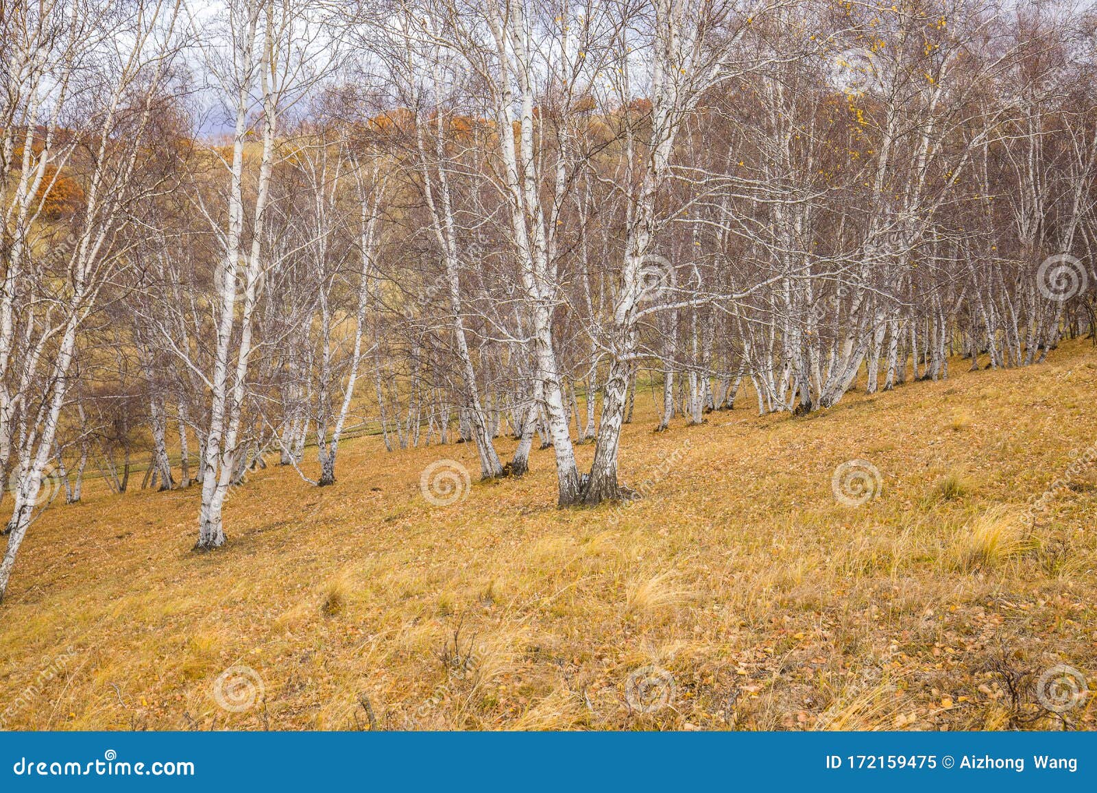 The autumn birch trees stock image. Image of wild, foliage - 172159475