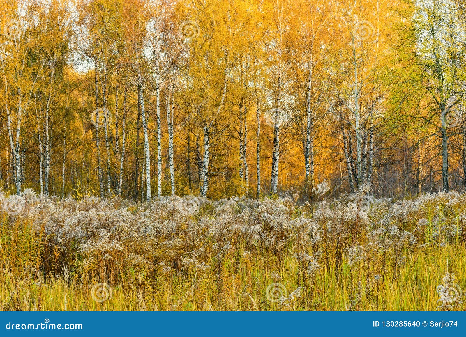 Autumn Birch Trees by the Meadow. Stock Photo - Image of field, nature ...