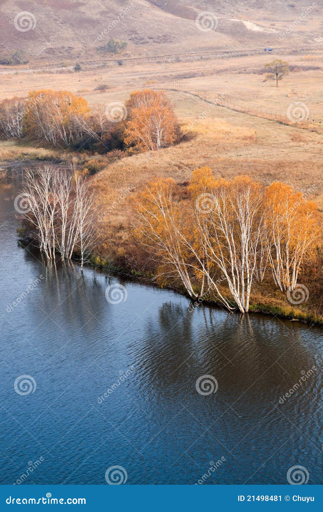 Autumn Birch Trees in Waterside Stock Image - Image of countryside ...