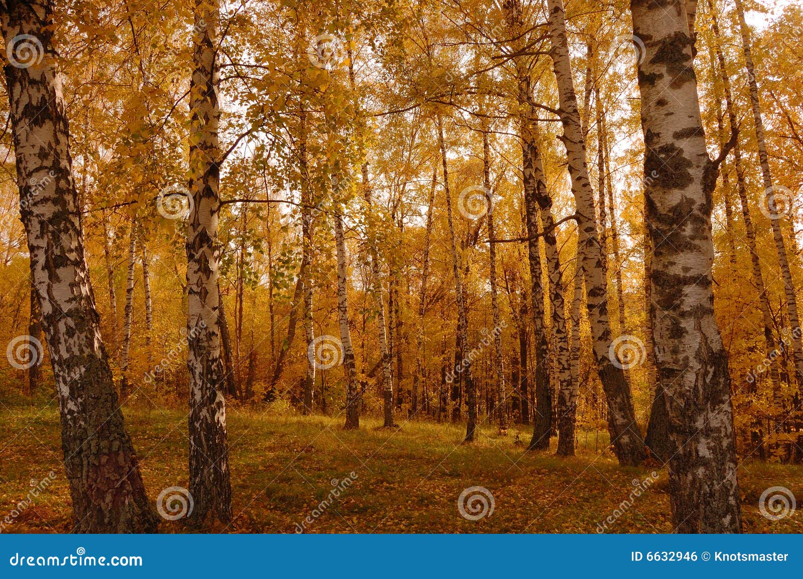 Autumn birch wood stock photo. Image of mystery, birchwood - 6632946