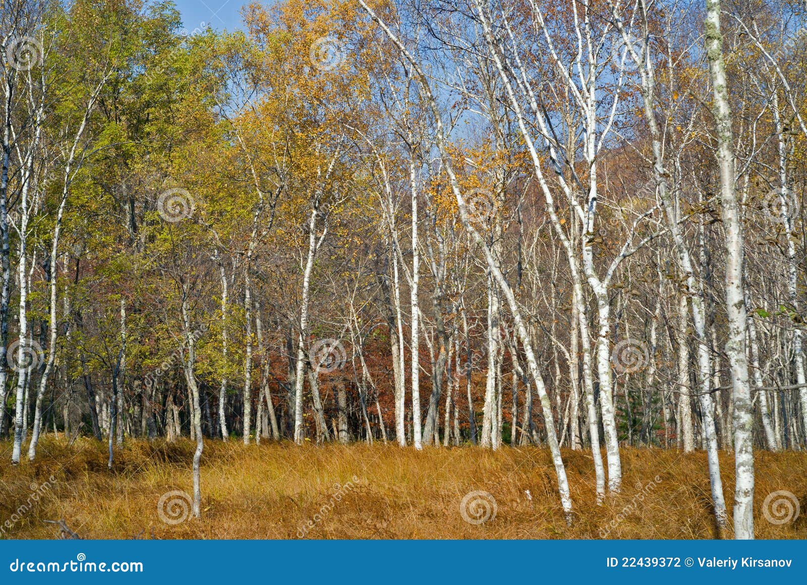 Autumn birches 1 stock photo. Image of gold, tranquil - 22439372
