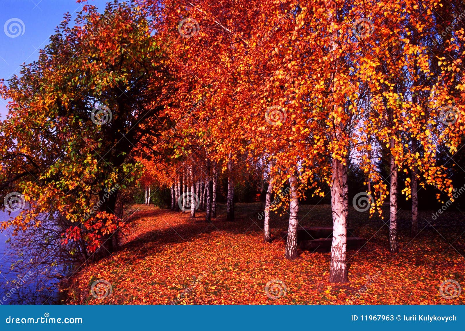 Autumn birches stock image. Image of birch, park, flora - 11967963