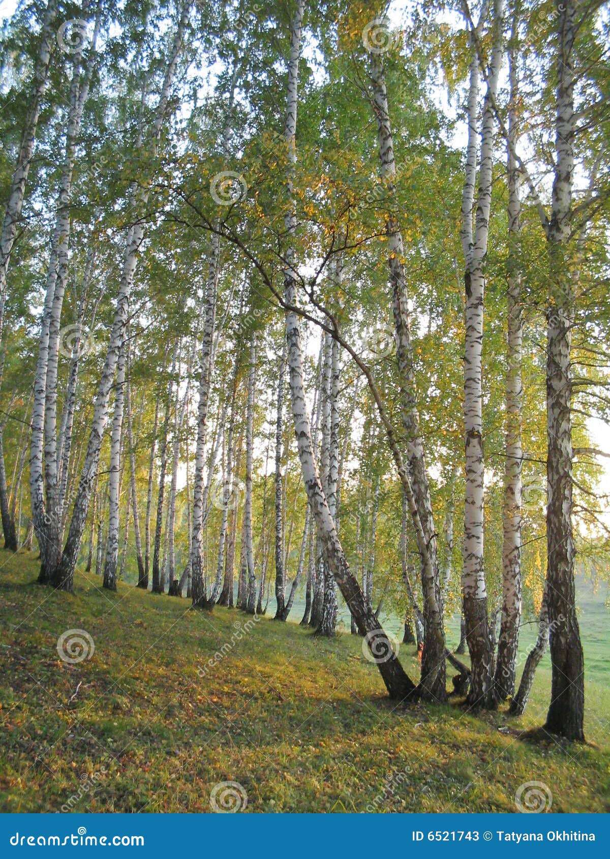 Autumn birches stock image. Image of wood, birch, tree - 6521743