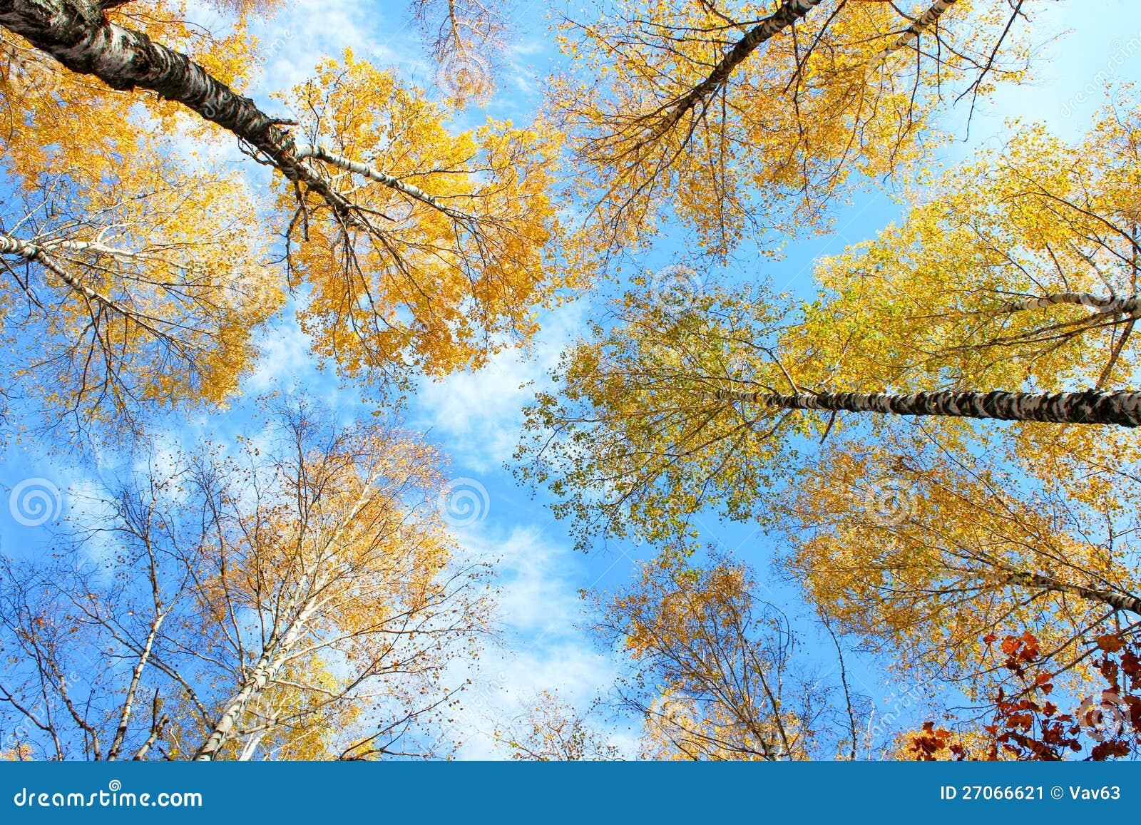 Autumn birches crowns stock image. Image of crown, weather - 27066621