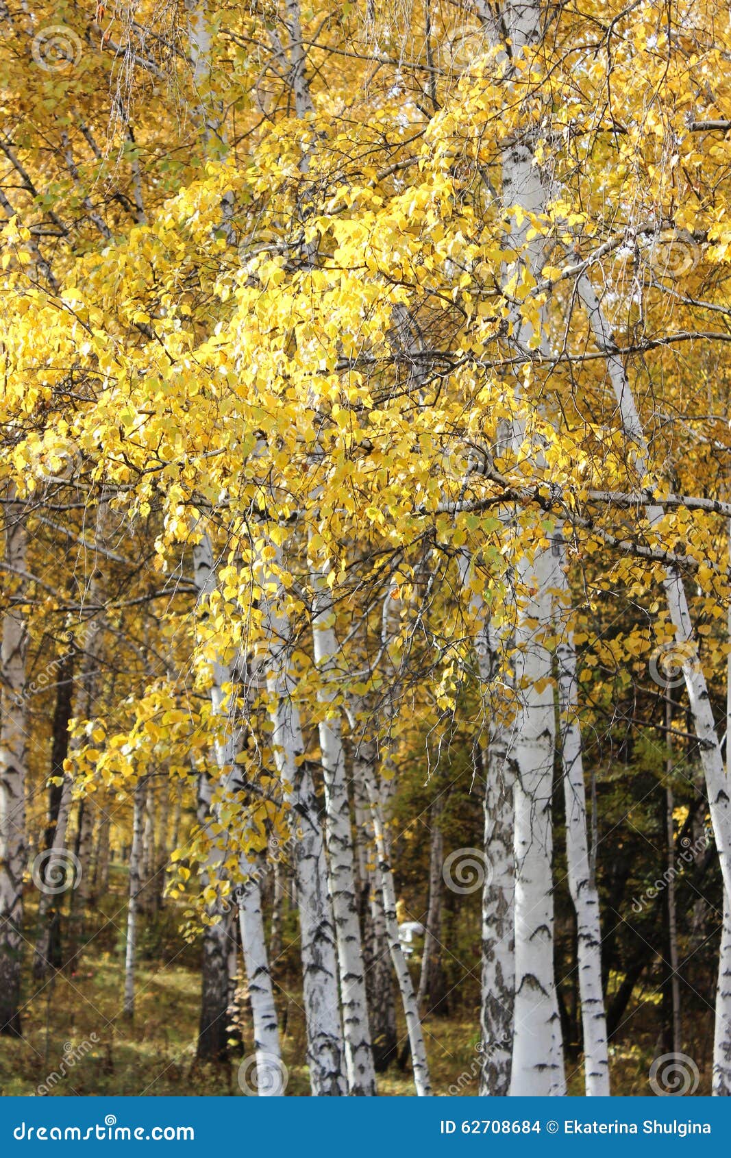 Autumn birches in forest stock photo. Image of forestn - 62708684