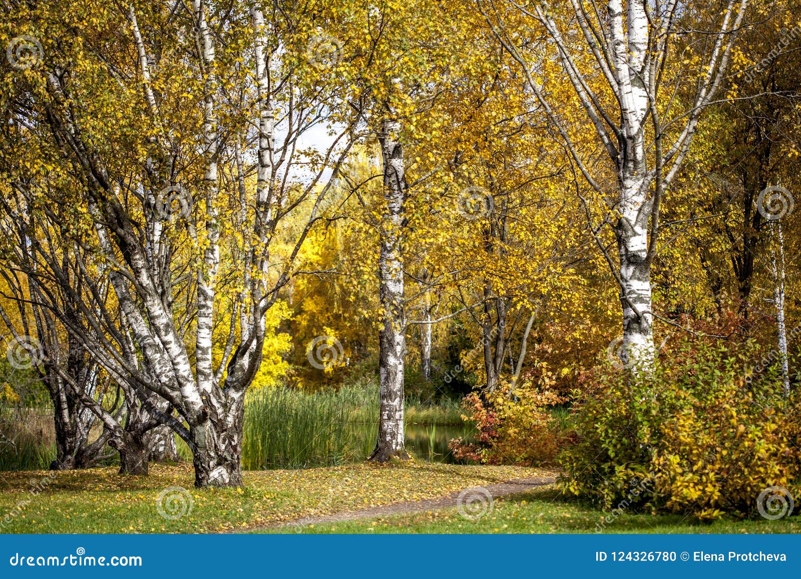 Autumn Birches in the Park in Golden Autumn Stock Photo - Image of blue ...
