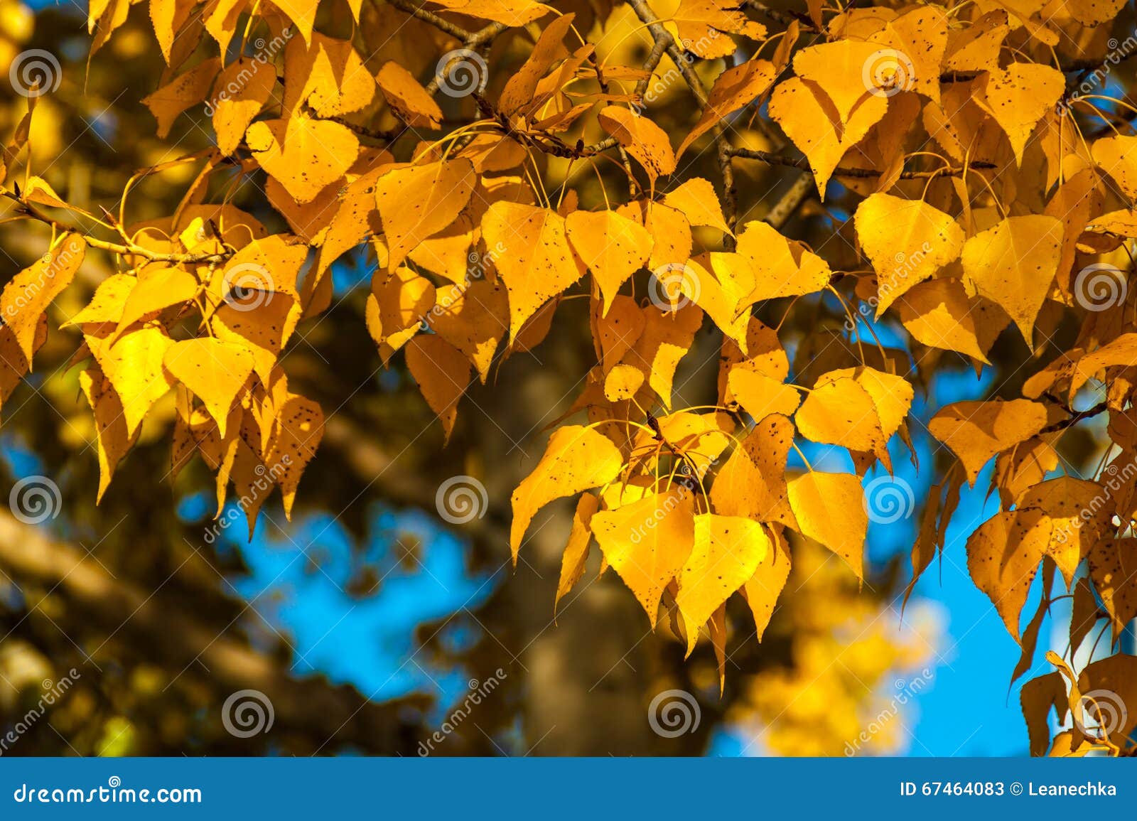 Black Poplar Populus Nigra Tree Branch With Green Leaves Stock Image ...