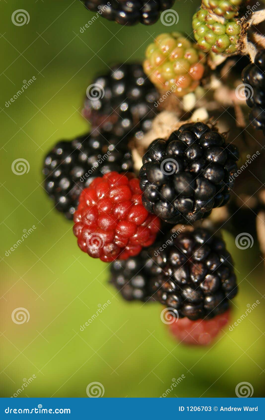 Autumn blackberries stock image. Image of ripen, ripe - 1206703