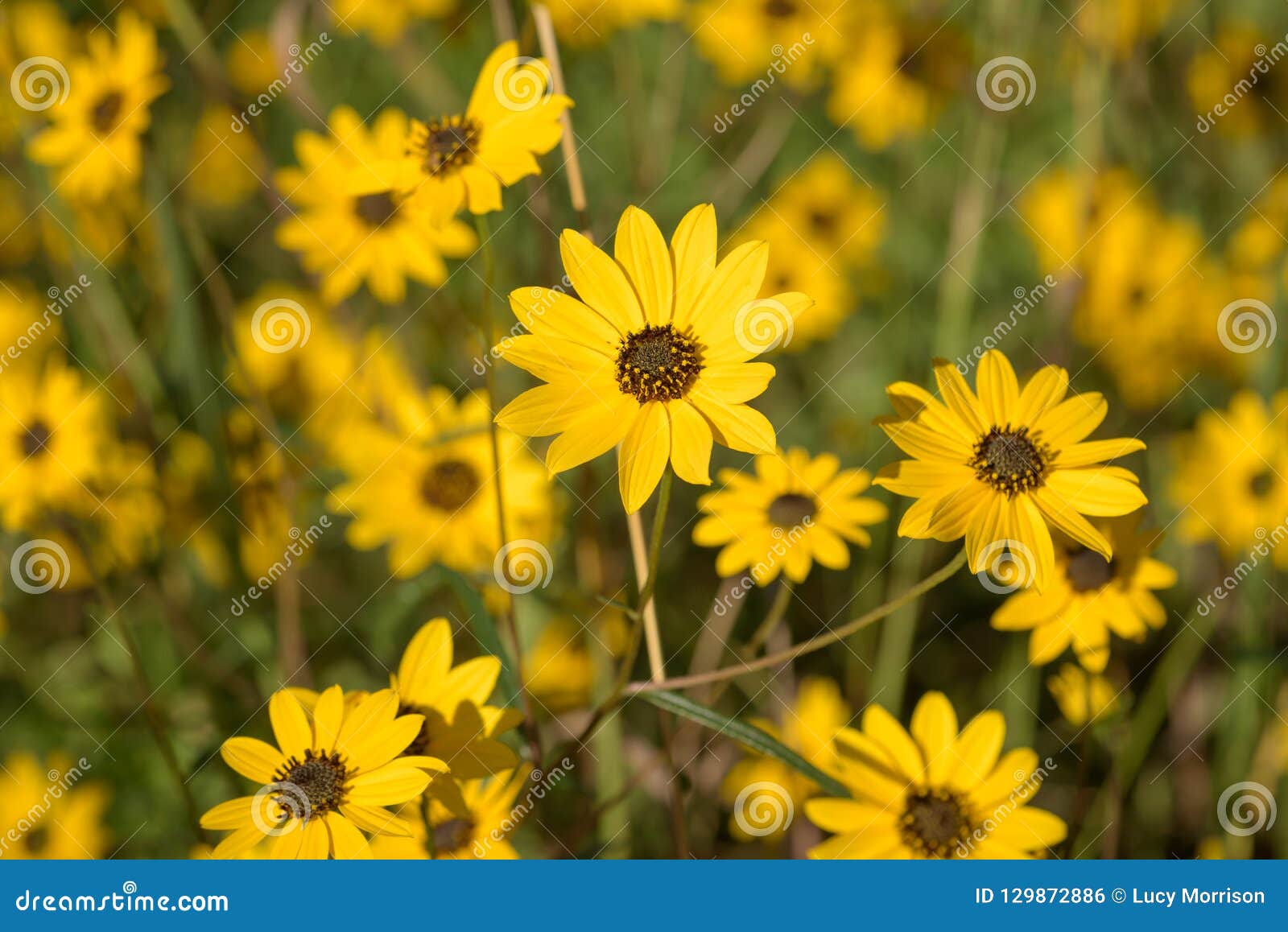 Autumn Blooming Small Yellow Wildflowers Stockfoto - Bild von ...