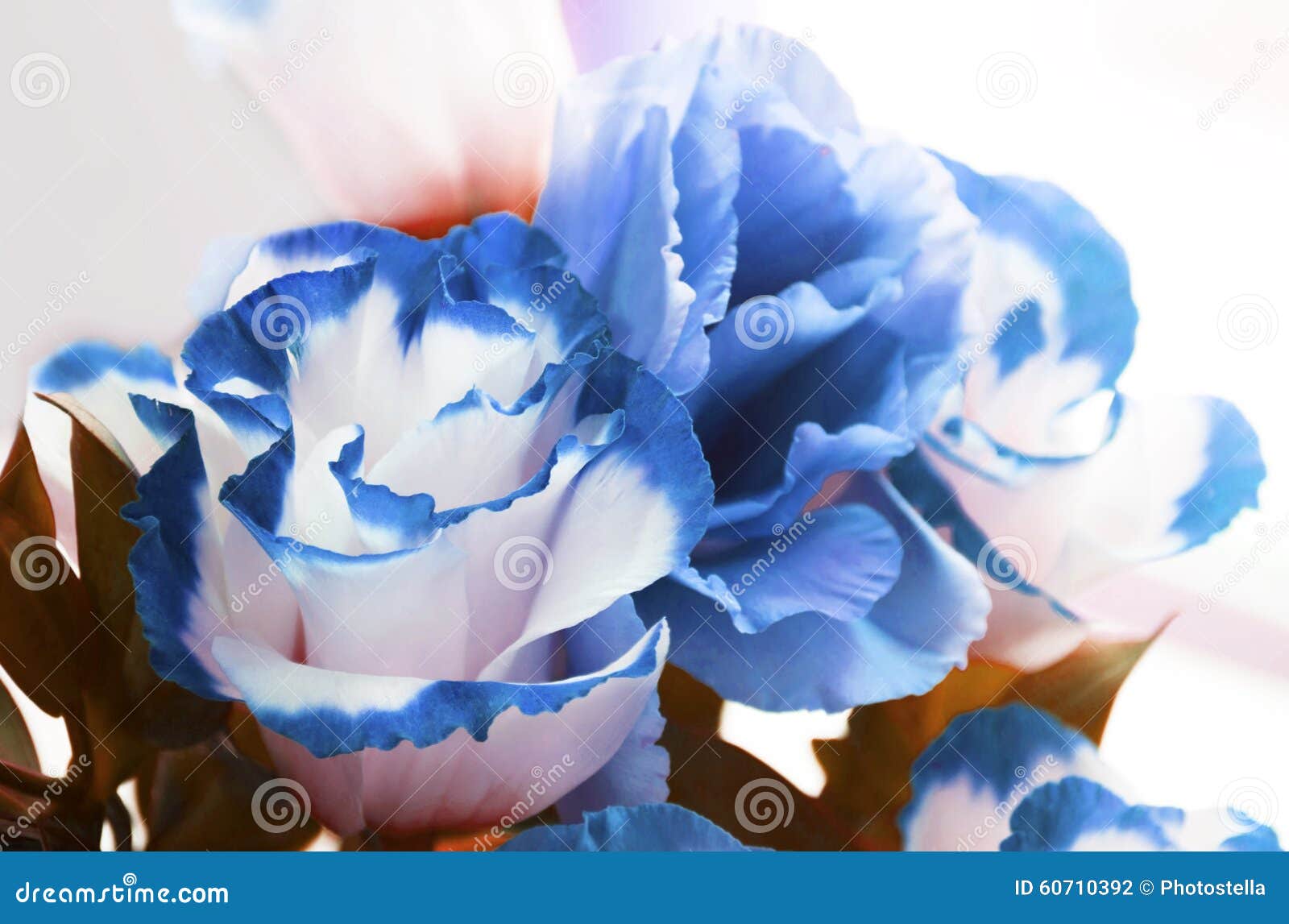 Autumn blue flowers stock photo. Image of green, stalk - 60710392
