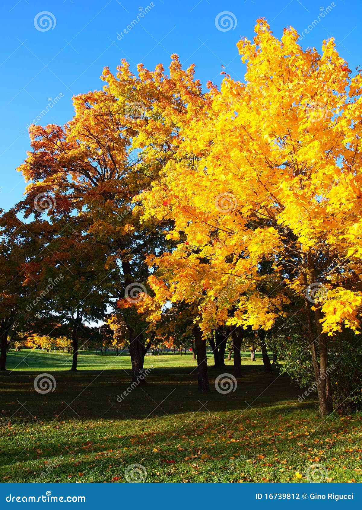 Autumn in Blue-Lake Park NW Oregon. Stock Photo - Image of north ...