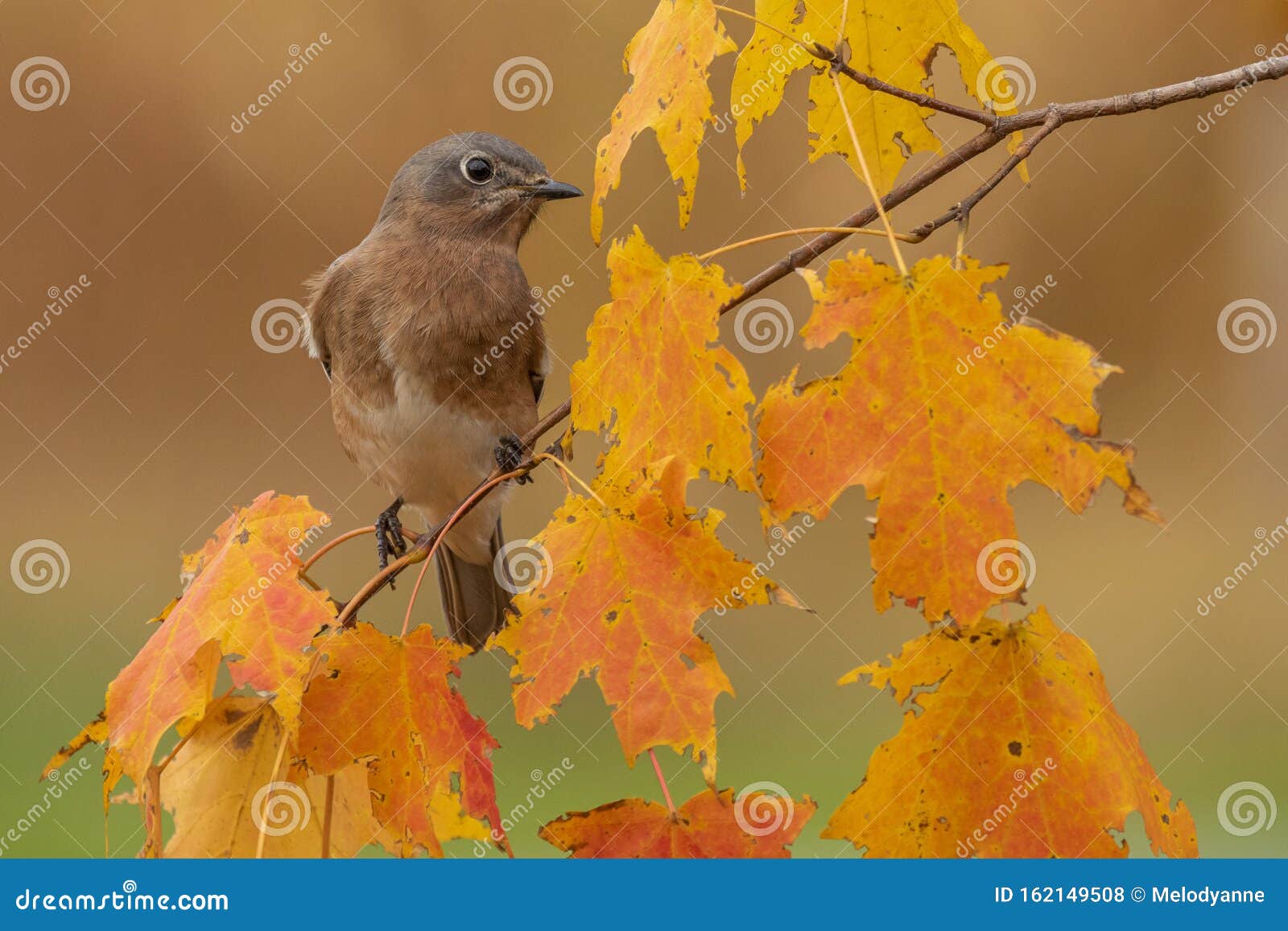 Autumn Bluebird stock photo. Image of nature, female - 162149508