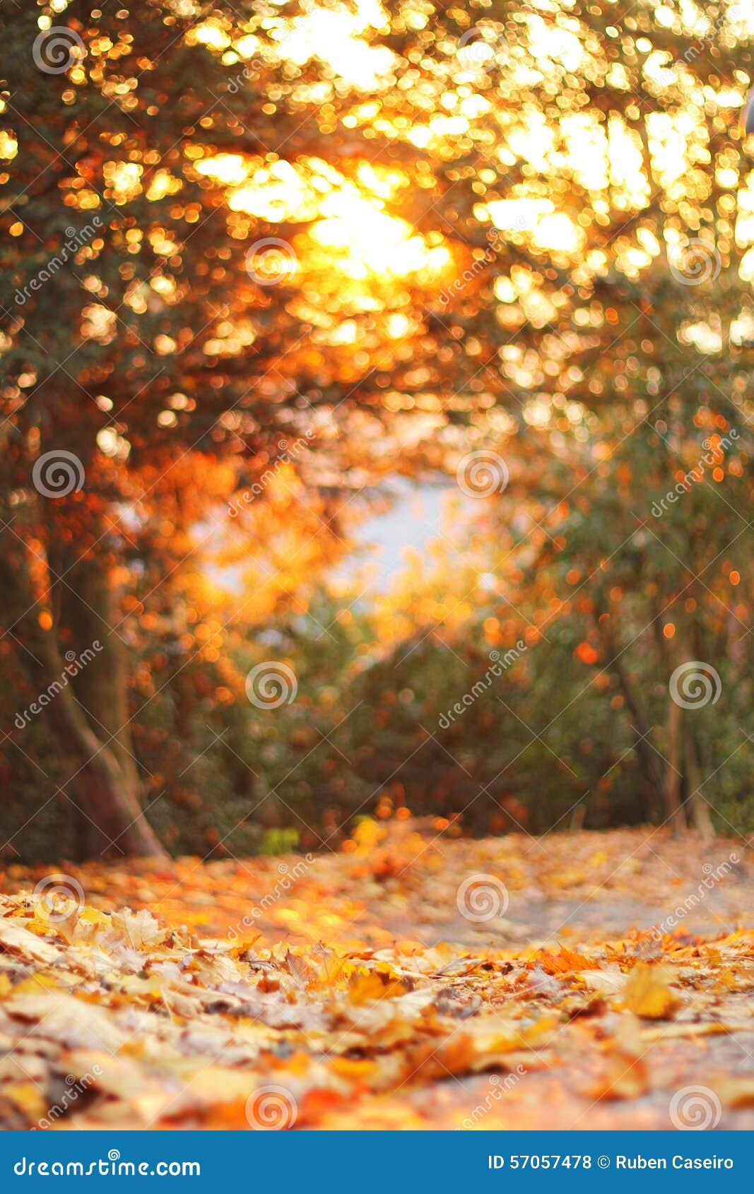 Autumn Blured View of a Path Full of Brown Leafs Stock Photo - Image of ...