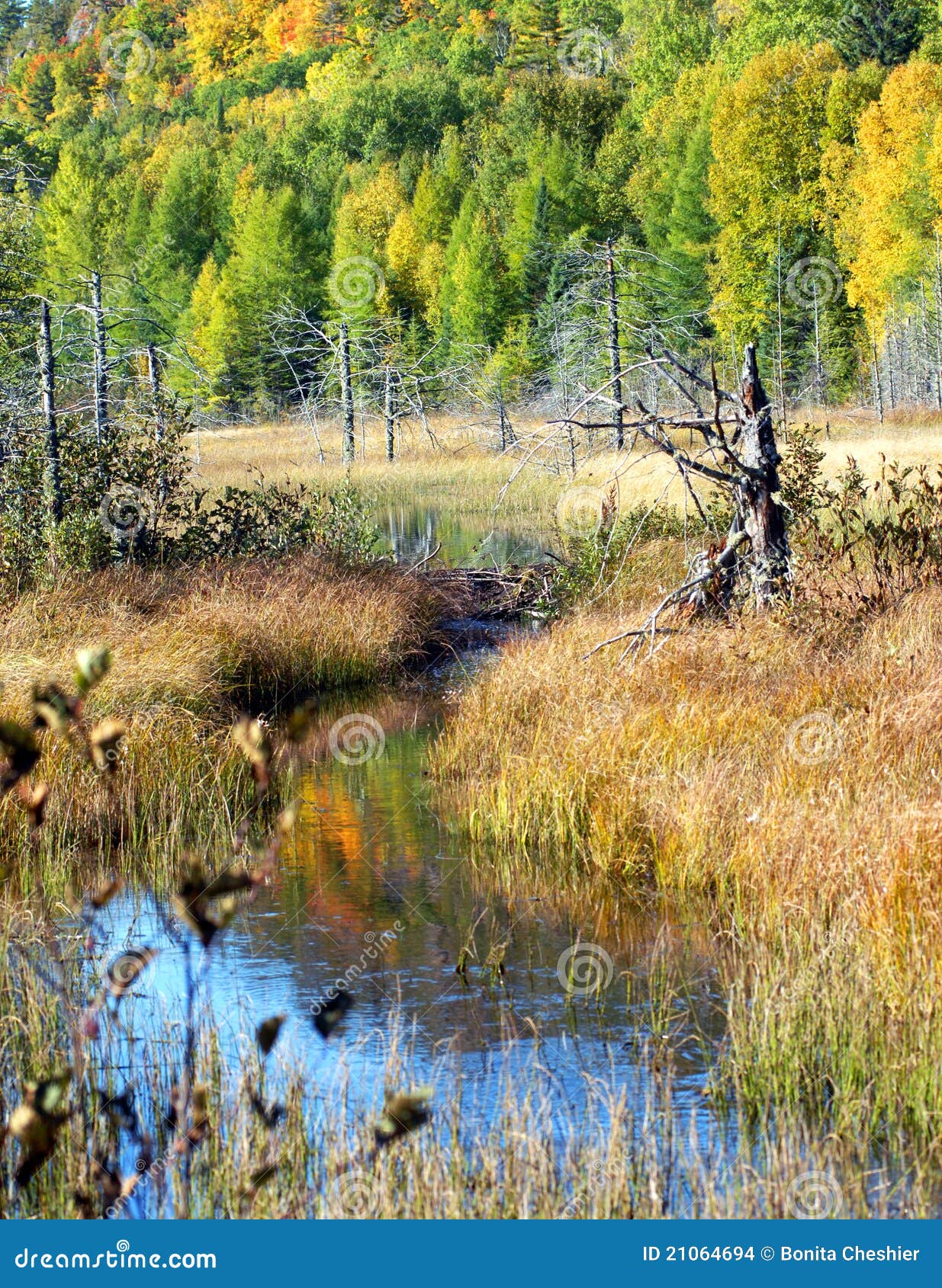 Autumn in the Bog stock photo. Image of reflection, sunny - 21064694