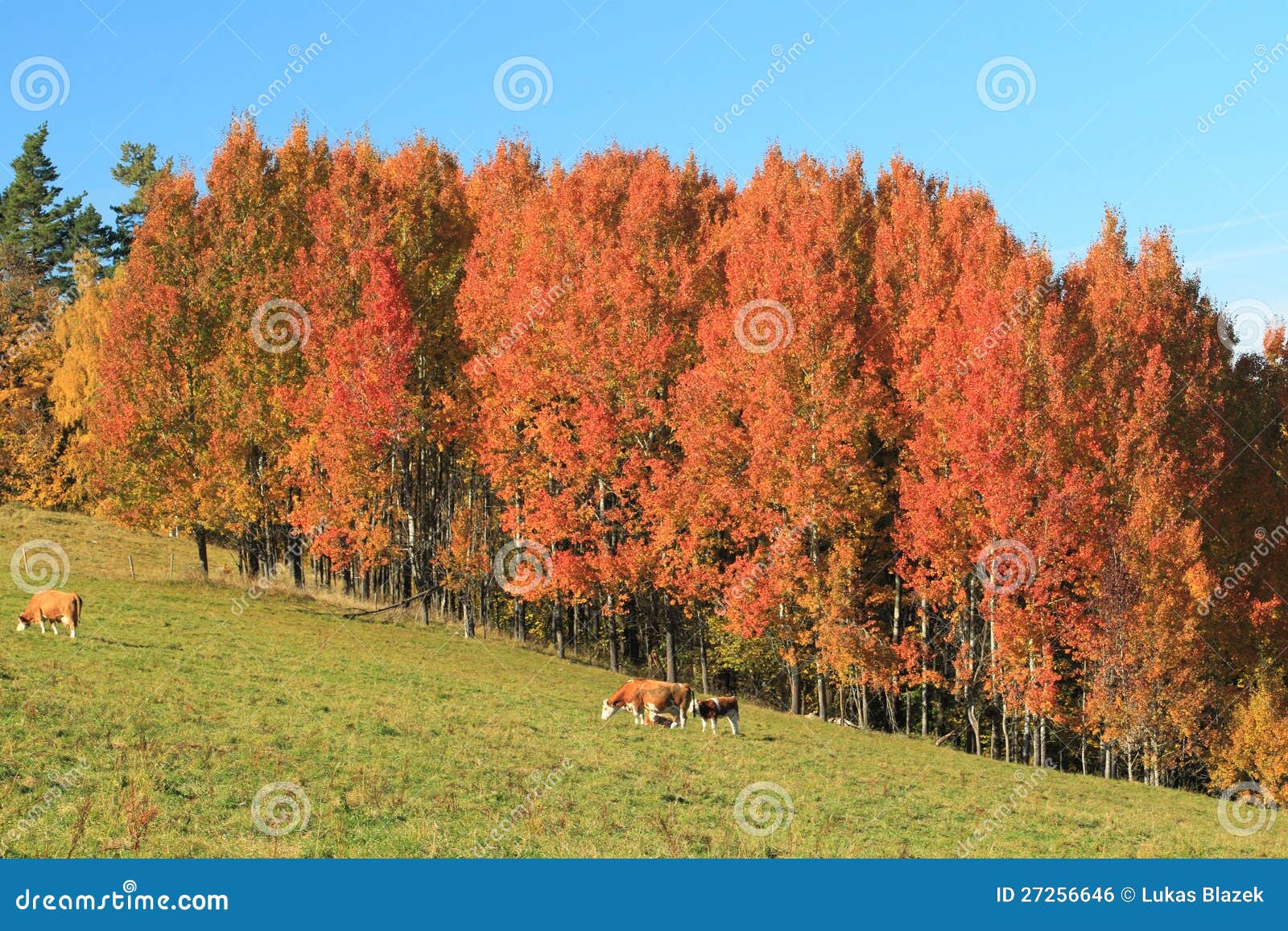 Autumn in Bohemian forest stock photo. Image of pasture - 27256646