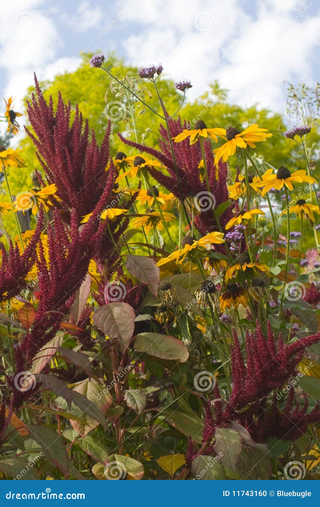 Autumn border stock photo. Image of sunny, autumn, flower - 11743160