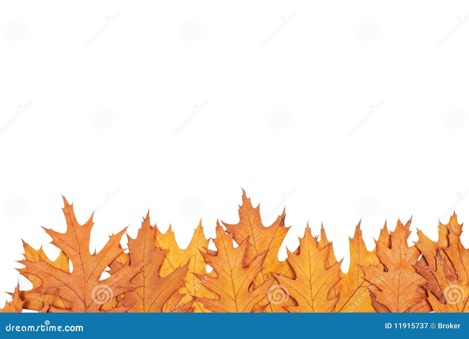 Autumn border stock image. Image of seasonal, leaf, fringe - 11915737