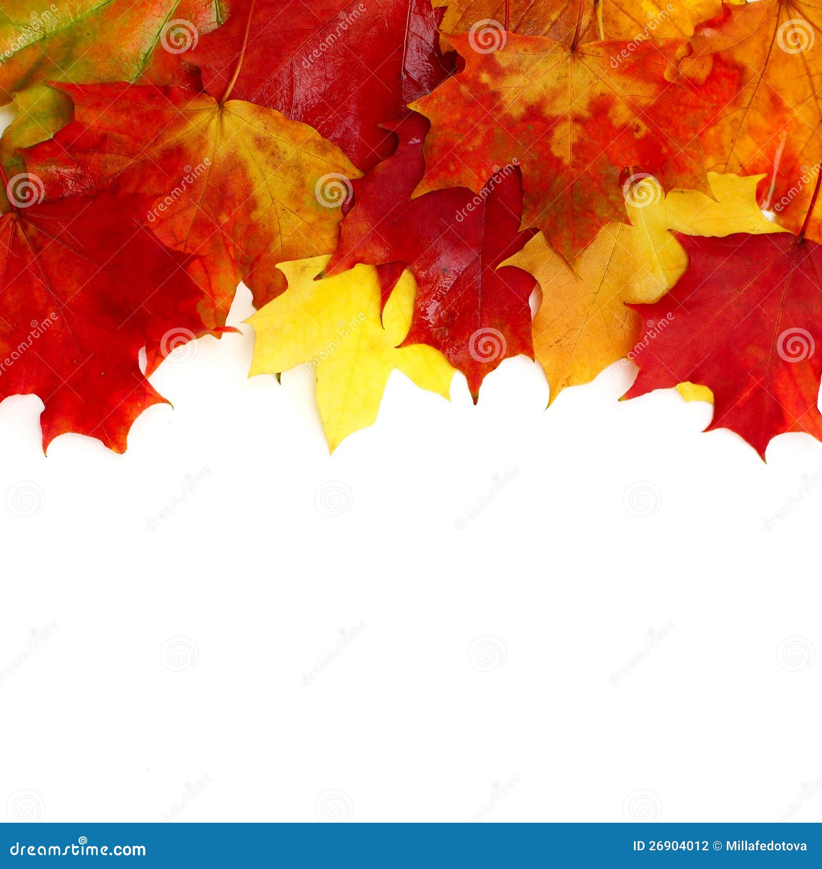 Autumn border stock photo. Image of nature, leaves, lush - 26904012