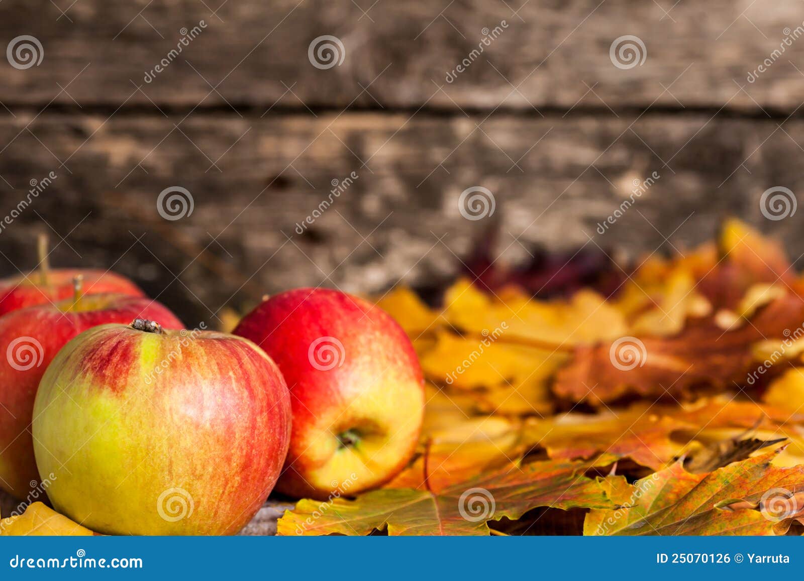 Autumn Border from Apples and Maple Leaves Stock Photo - Image of ...