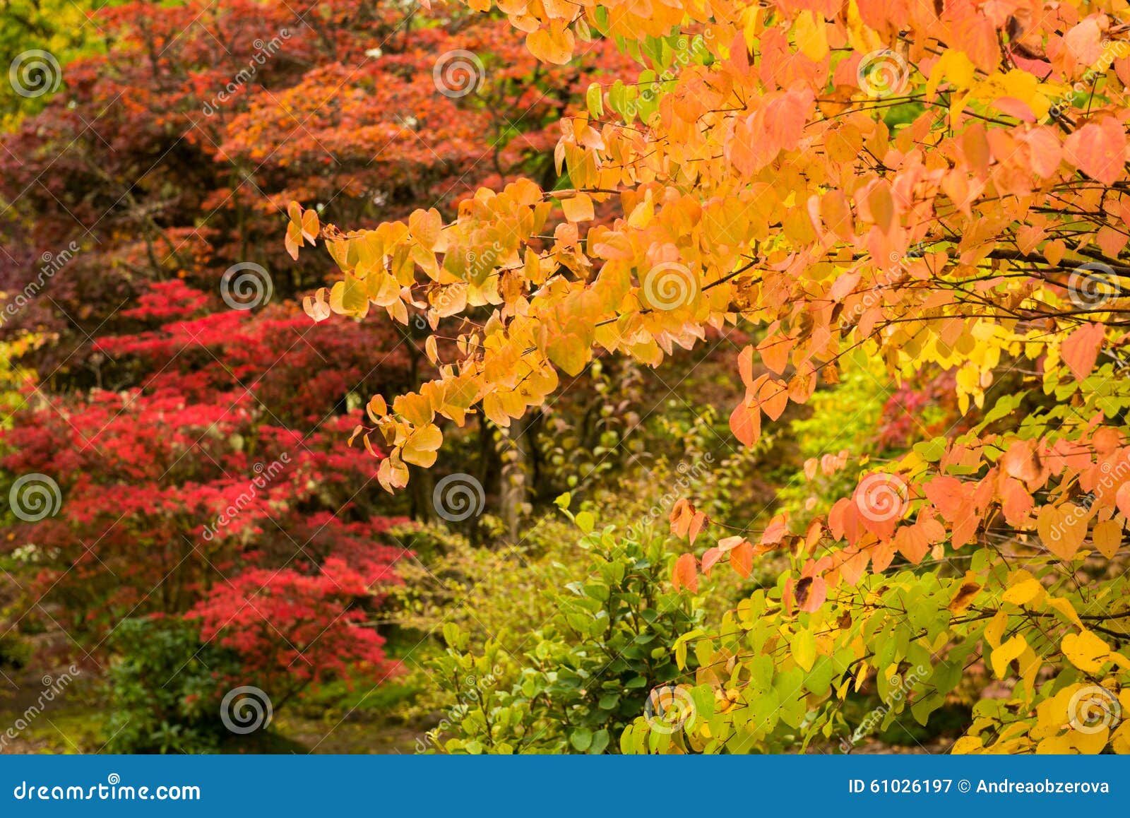 Autumn botany background stock image. Image of landscape - 61026197