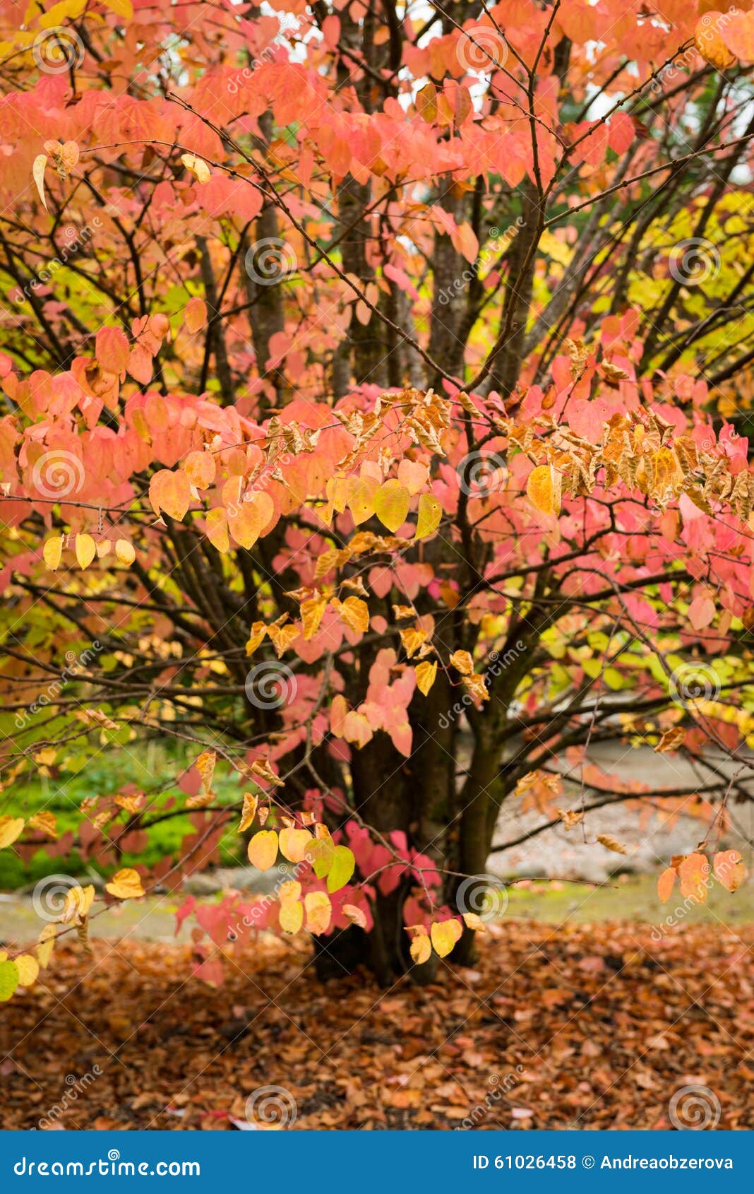 Autumn botany background stock photo. Image of fall, outdoors - 61026458