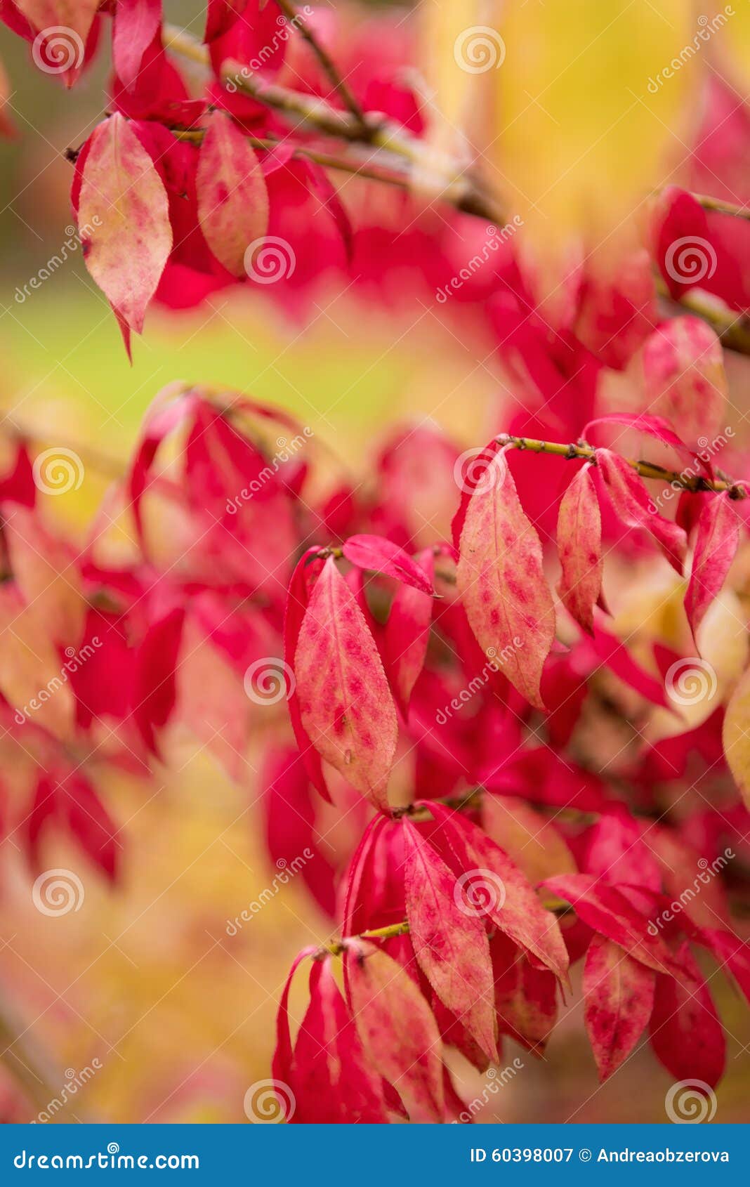 Autumn botany background stock image. Image of garden - 60398007
