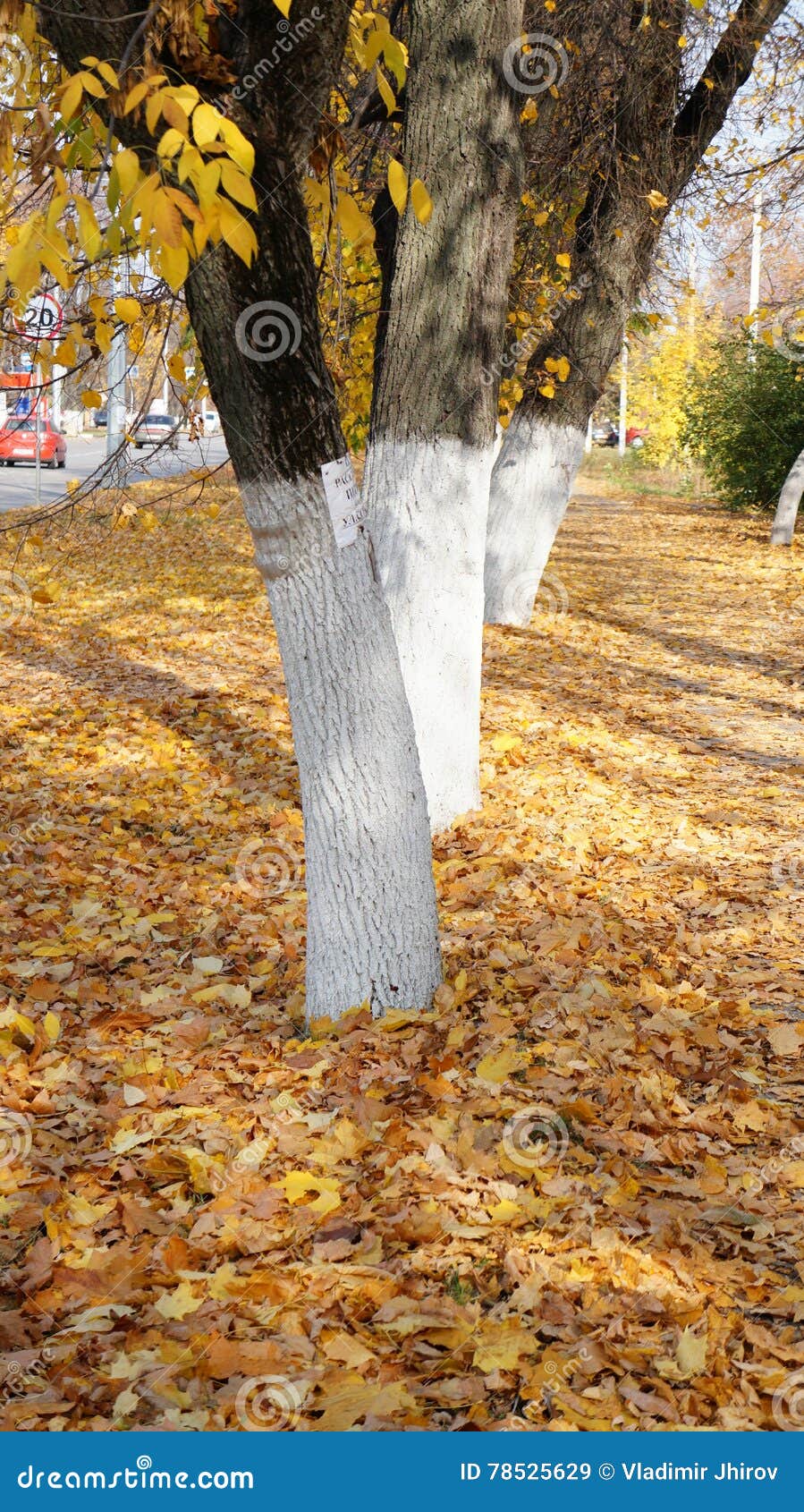 Autumn boulevard stock image. Image of yellow, nature - 78525629