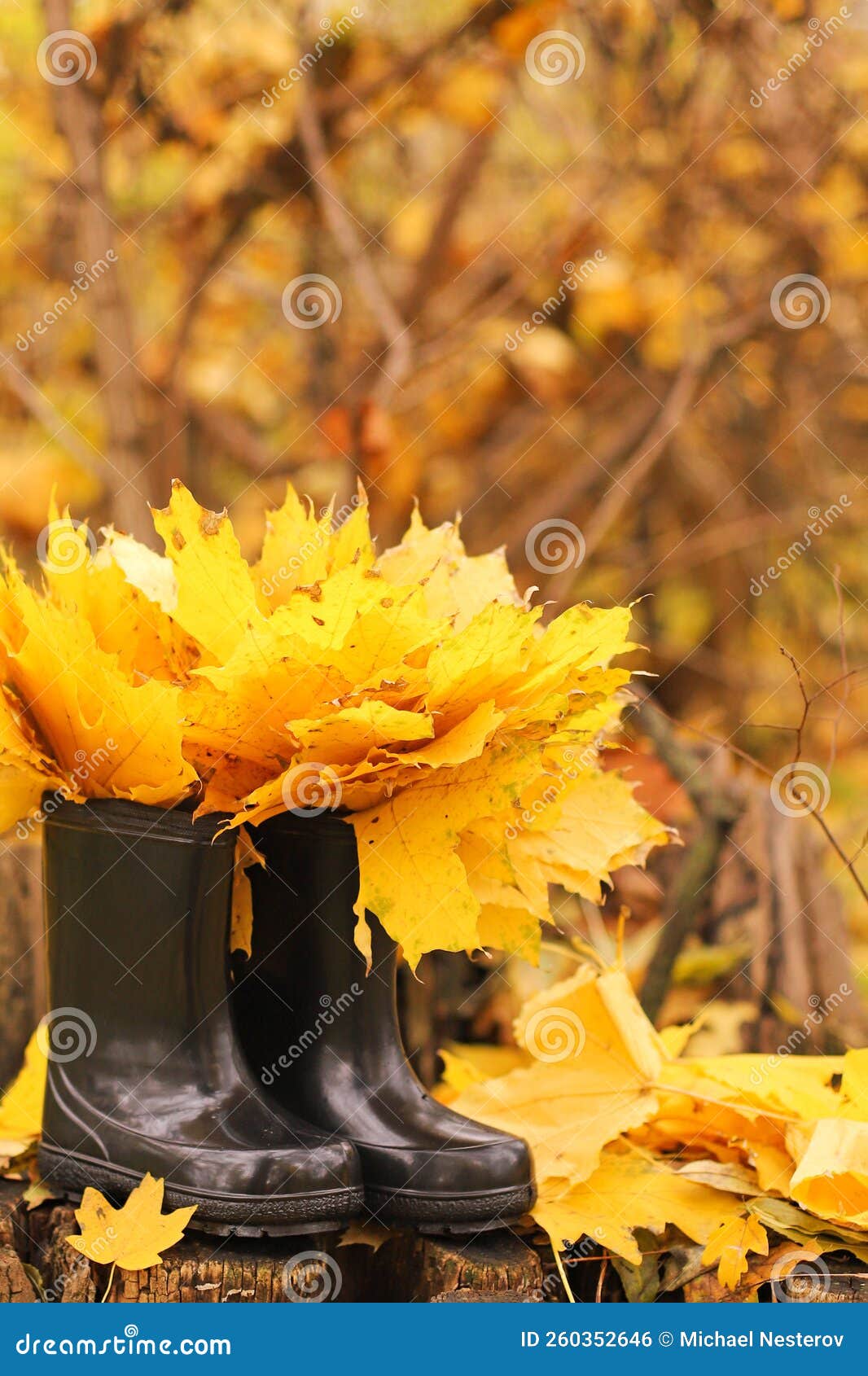 Autumn Bouquet of Yellow Maple Leaves in Rubber Boot, Fall Composition ...