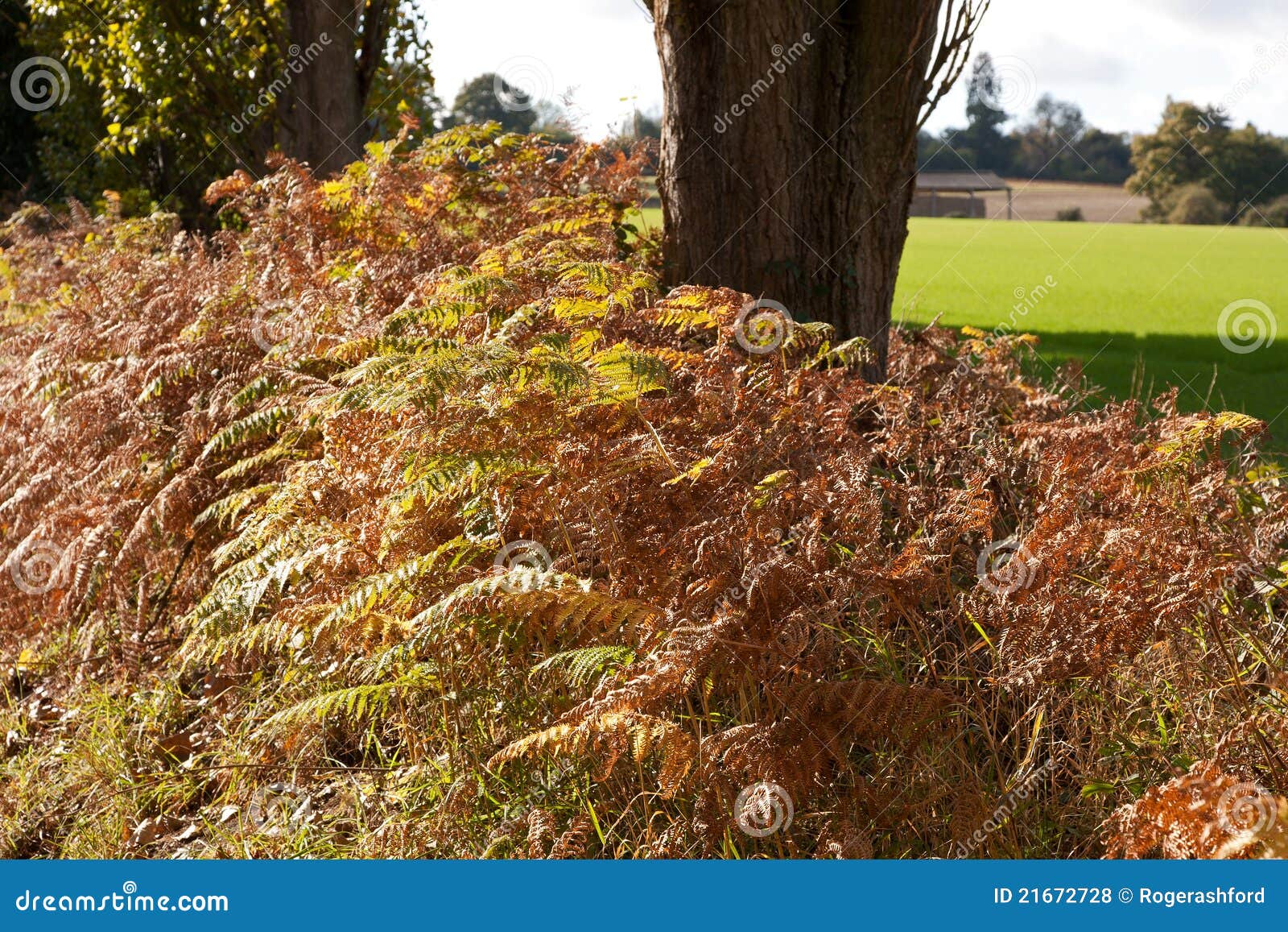 Autumn Bracken stock photo. Image of environmental, life - 21672728
