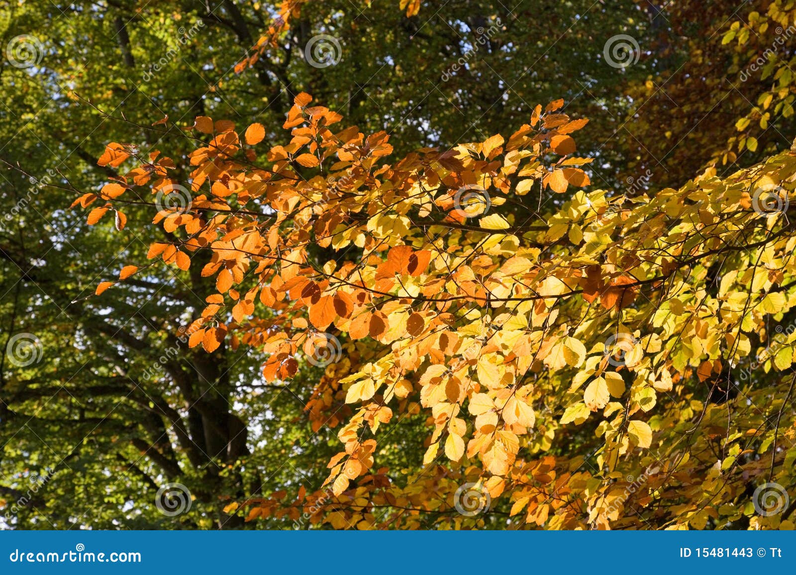 Autumn branch stock image. Image of leaf, branch, scenery - 15481443