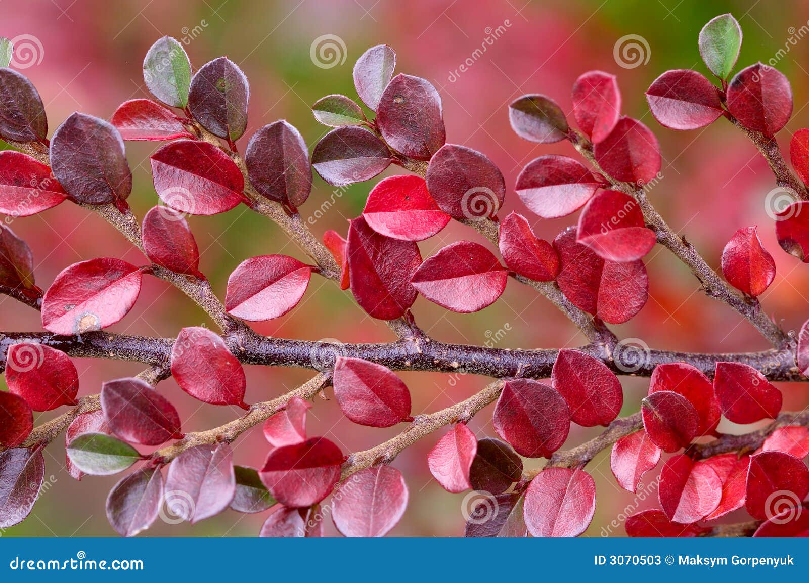 Autumn branch stock image. Image of foliage, autumn, pattern - 3070503