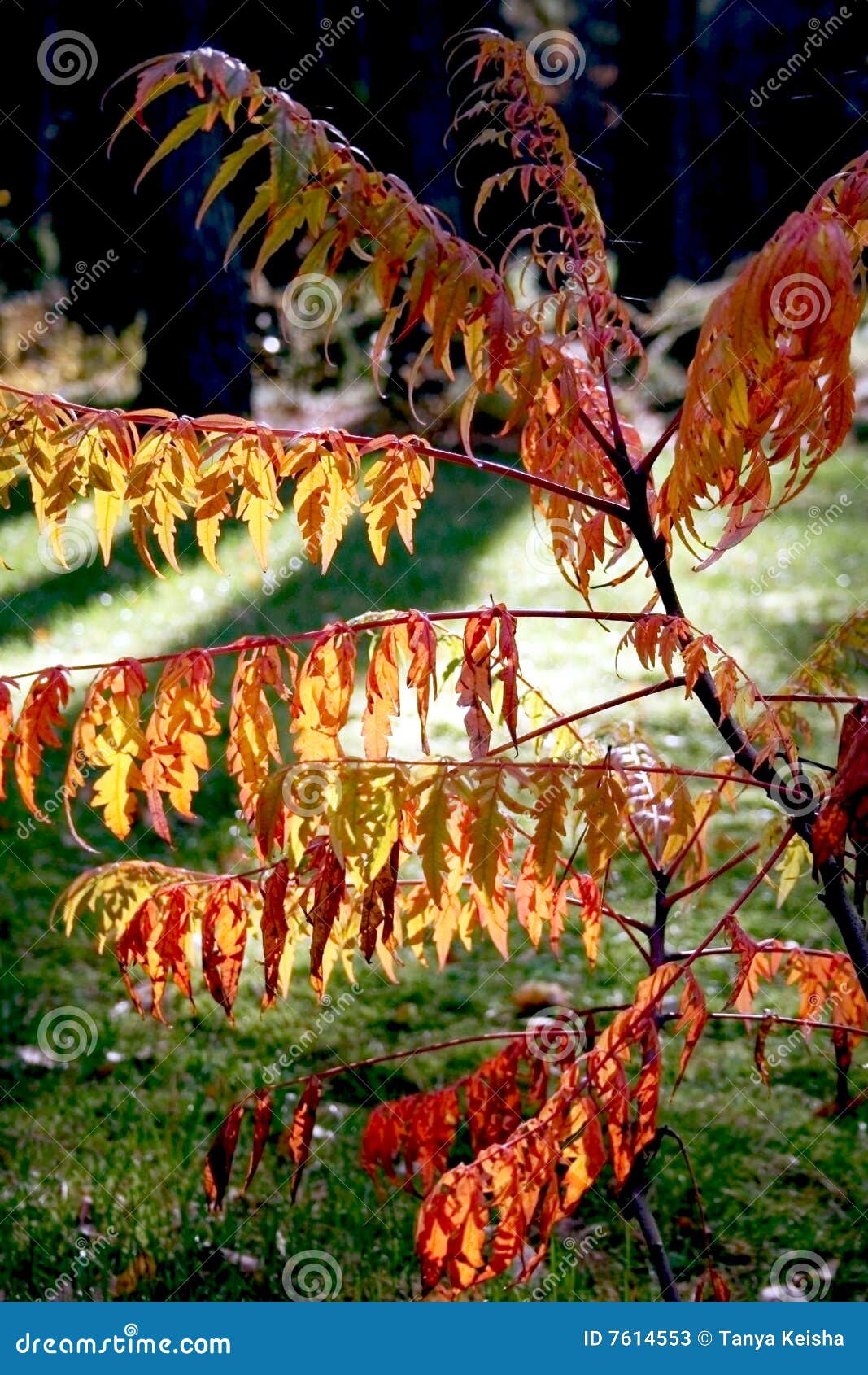 Autumn branch stock image. Image of early, filtered, backyard - 7614553