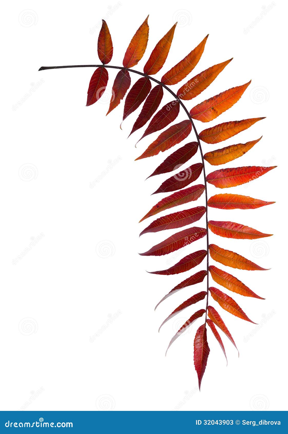 Autumn Branch stock image. Image of rhus, frame, season - 32043903